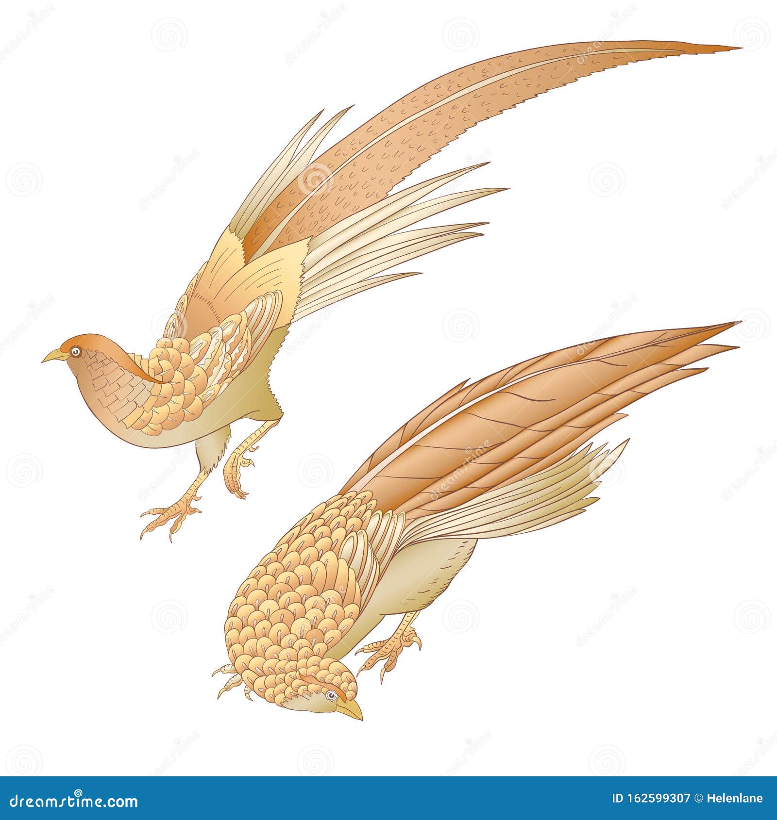 Pheasant, Bird. Set of Elements for Design Stock Vector - Illustration ...