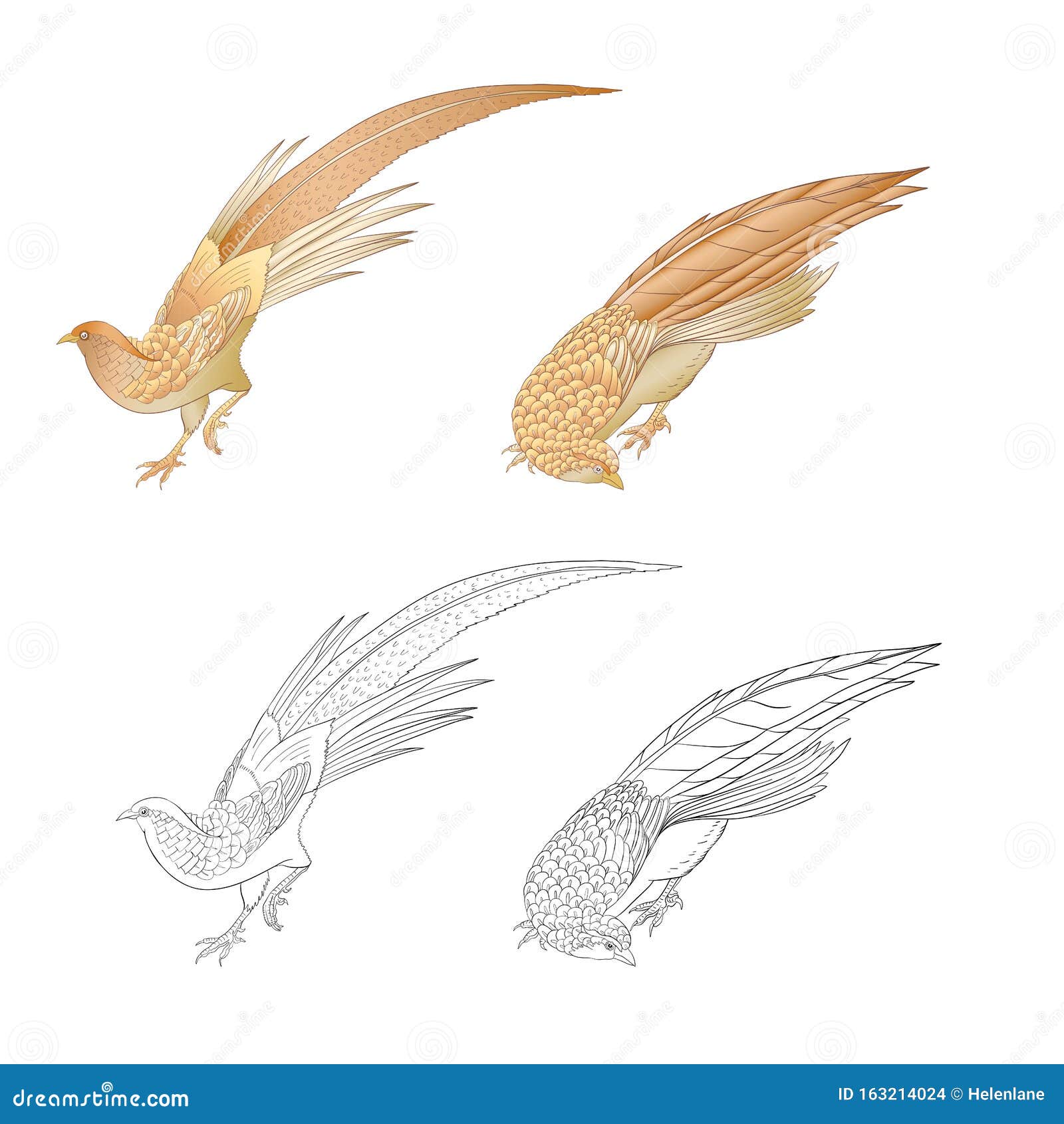 Pheasant, Bird. Set of Elements for Design Stock Vector - Illustration ...