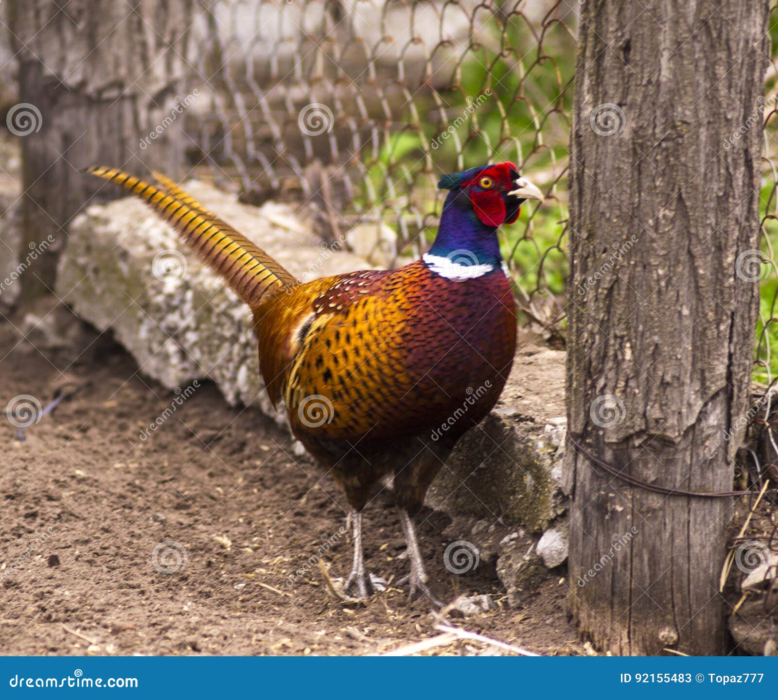 Pheasant. Birds - Common Pheasant Phasianus Colchicus Male - C Stock ...
