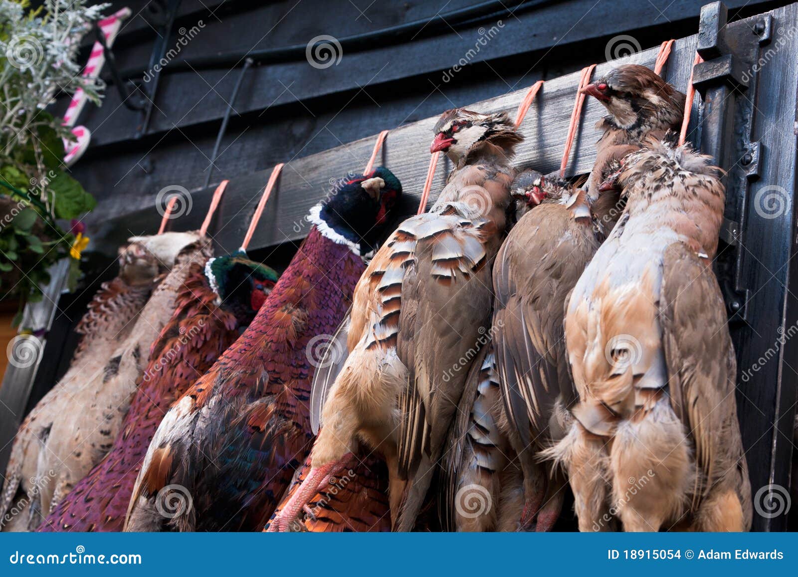 Pheasant Carcasses Hanging on a Restaurant Door Stock Photo - Image of ...