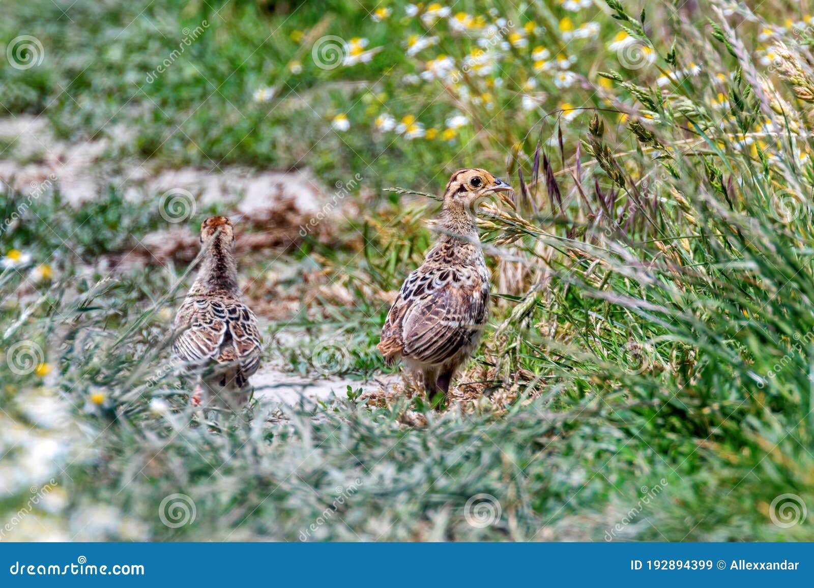 Pheasant Chick in a Field of Grass Phasianus Colchicus Stock Image ...