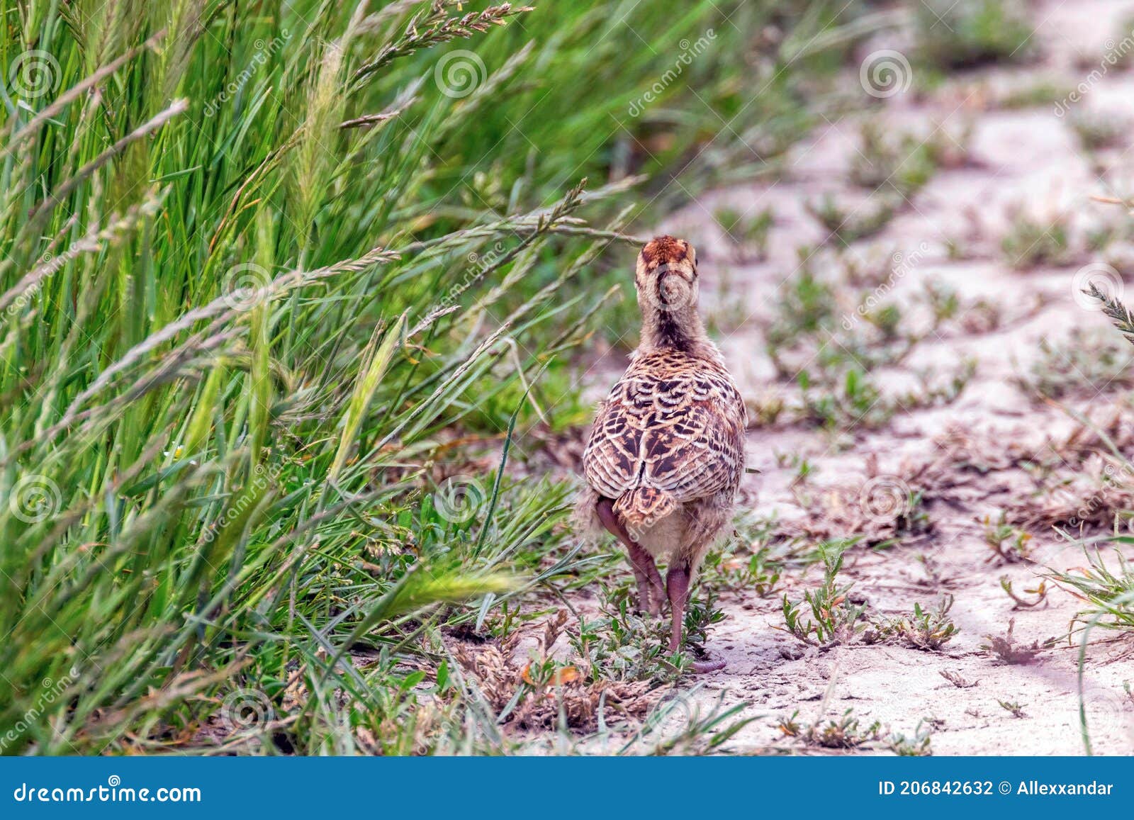 Pheasant Chick in a Field of Grass (Phasianus Colchicus Stock Photo ...