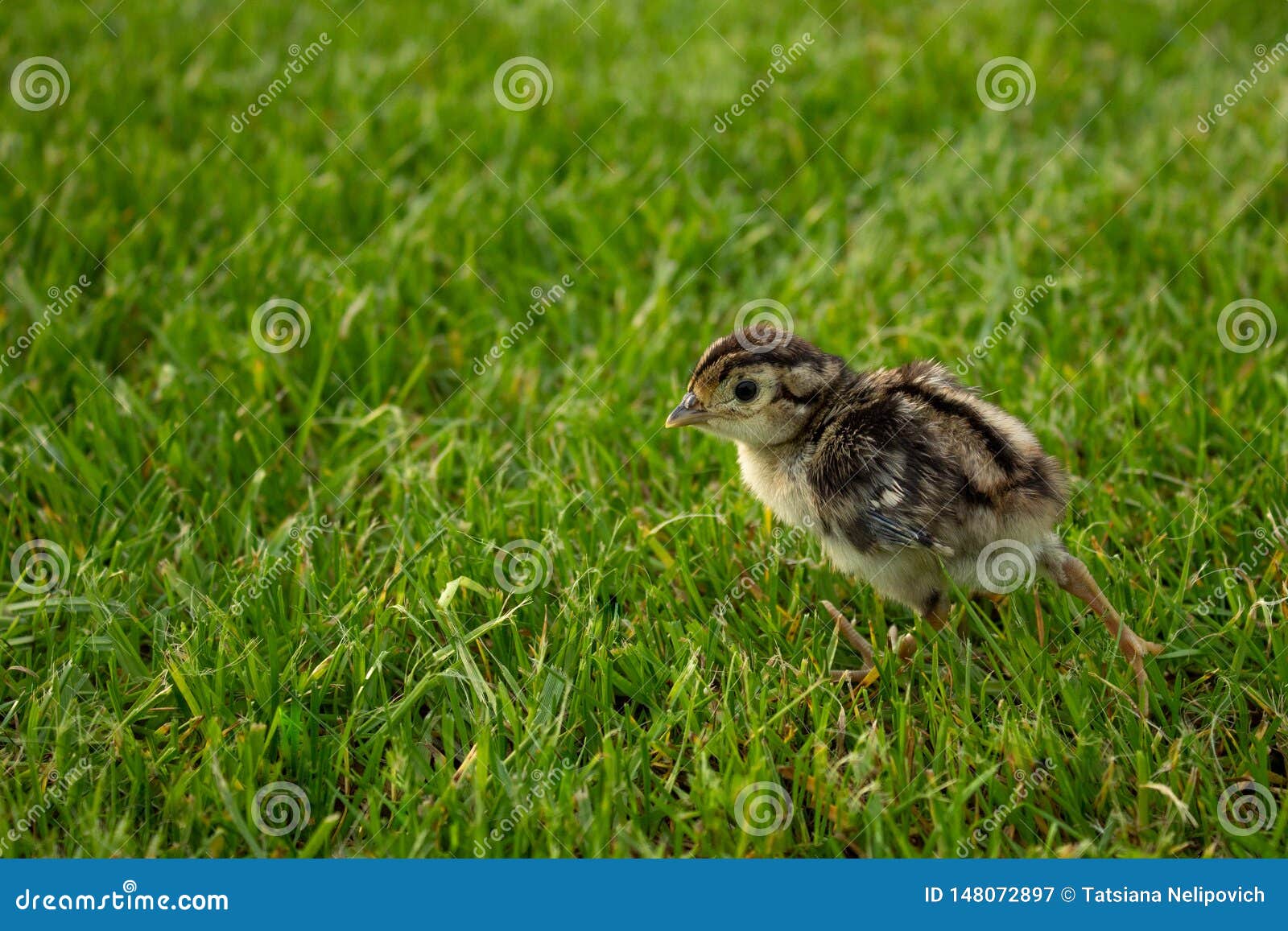 Pheasant Chick in Green Grass. Agriculture Summer Stock Image - Image ...