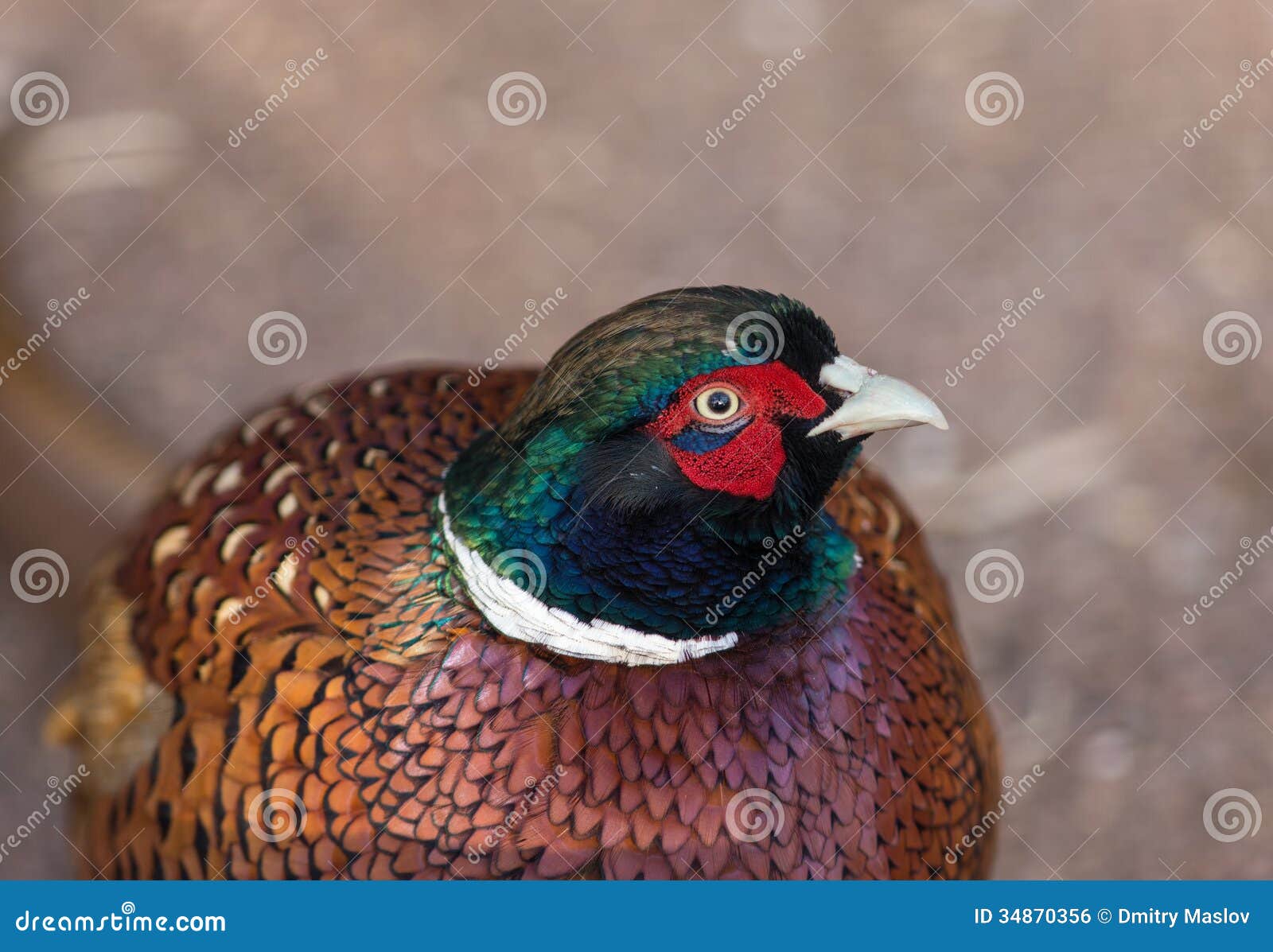 Pheasant closeup stock photo. Image of beak, pheasant - 34870356