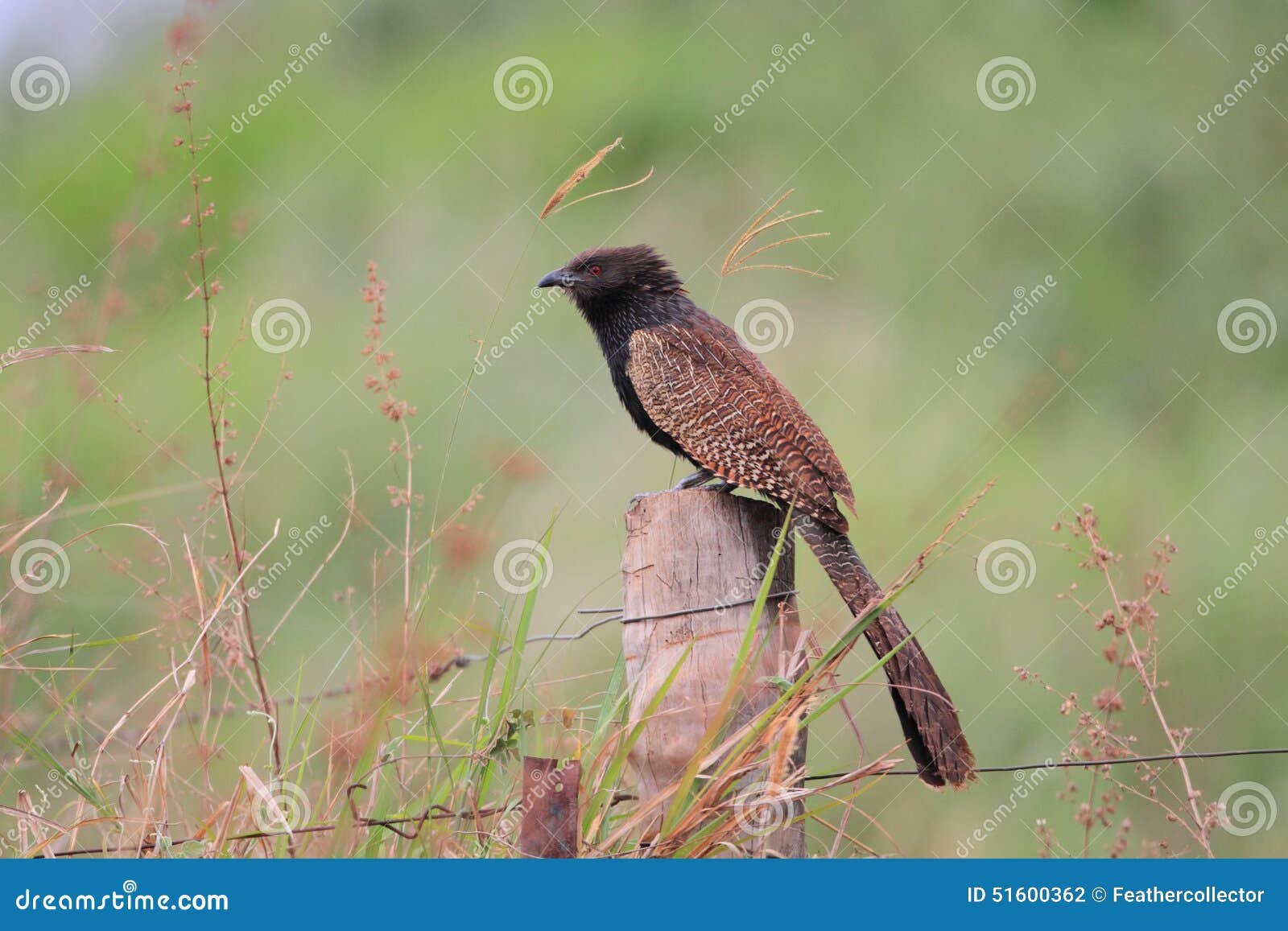 Pheasant Coucal stock photo. Image of coucal, summer - 51600362