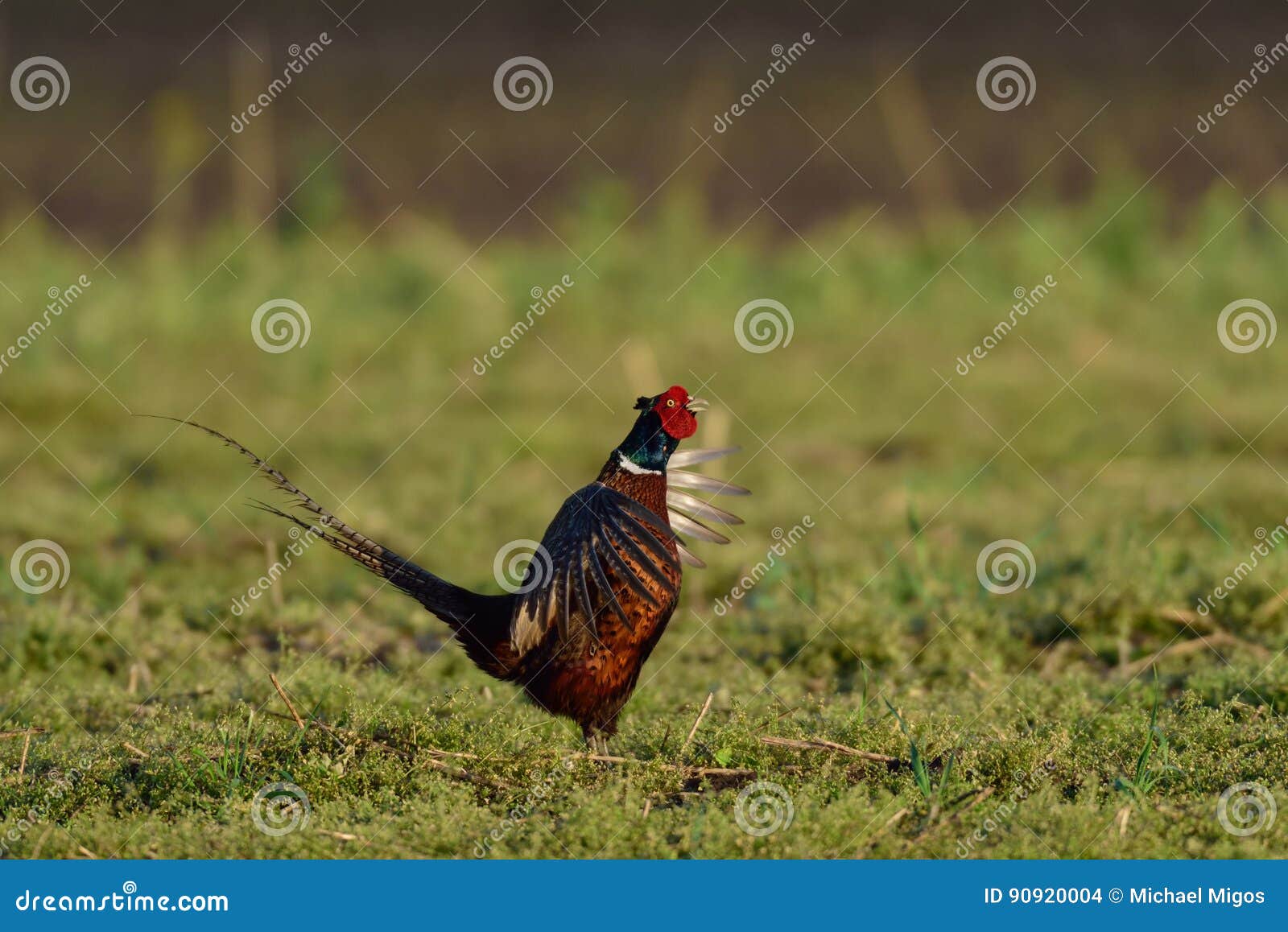 Pheasant stock photo. Image of wilderness, call, colchicus - 90920004
