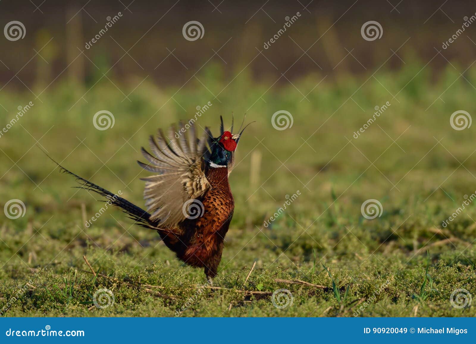 Pheasant stock image. Image of bird, wild, hunting, wilderness - 90920049