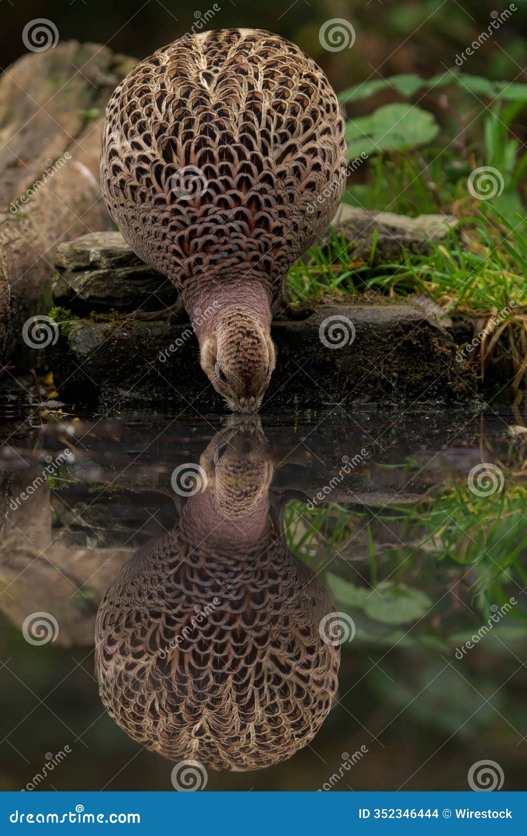 Pheasant Drinking at a Pond with Reflection. Stock Photo - Image of ...