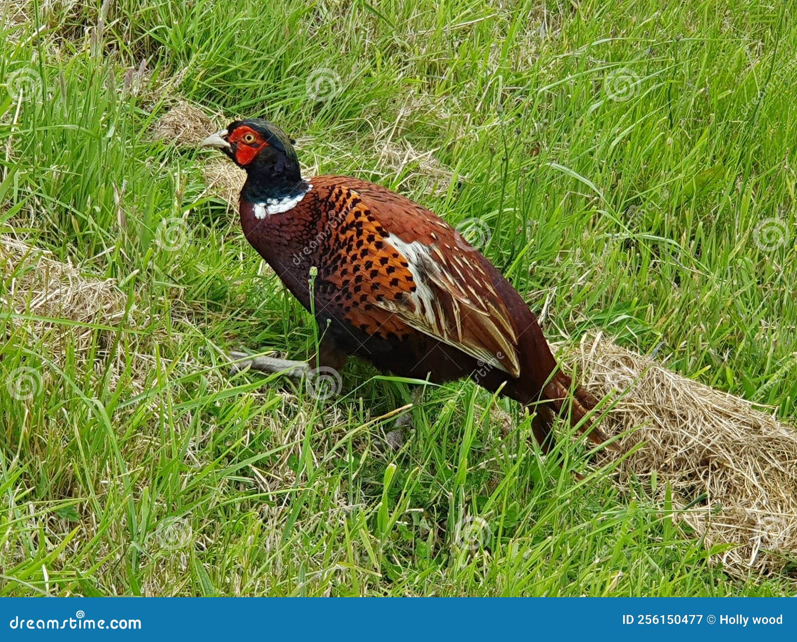 Pheasant on farm stock image. Image of lawn, beak, plant - 256150477