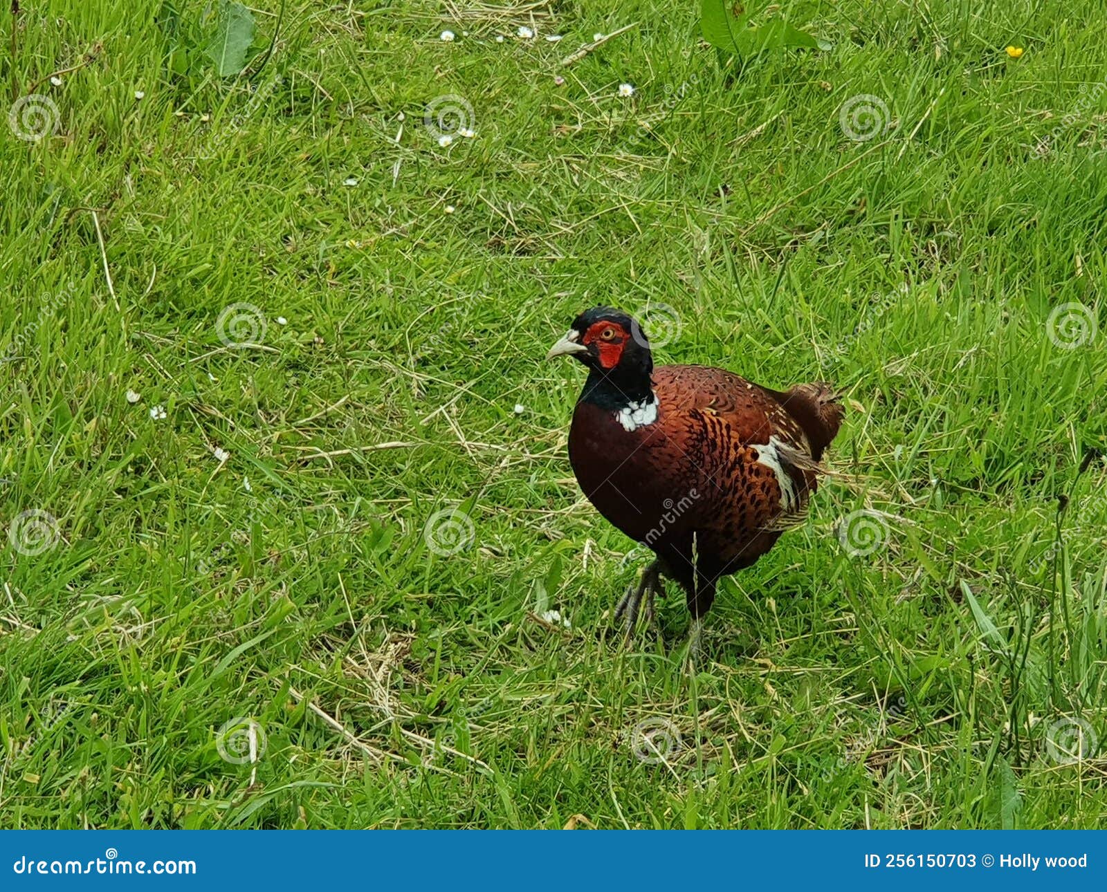 Pheasant on farm stock image. Image of pheasant, chicken - 256150703