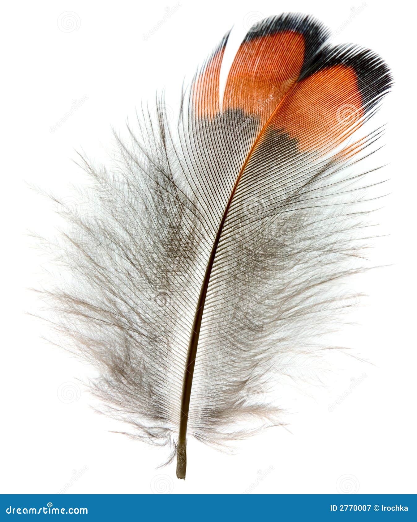 Pheasant feather stock image. Image of intricate, feathery - 2770007