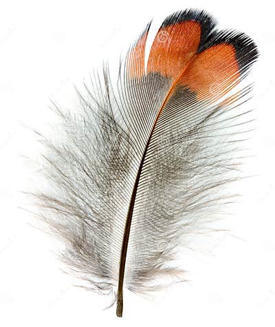 Pheasant feather stock image. Image of intricate, feathery - 2770007
