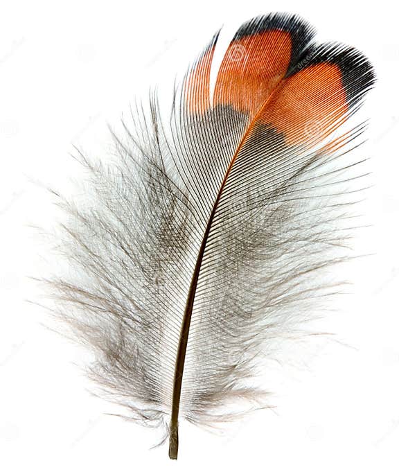 Pheasant feather stock image. Image of intricate, feathery - 2770007