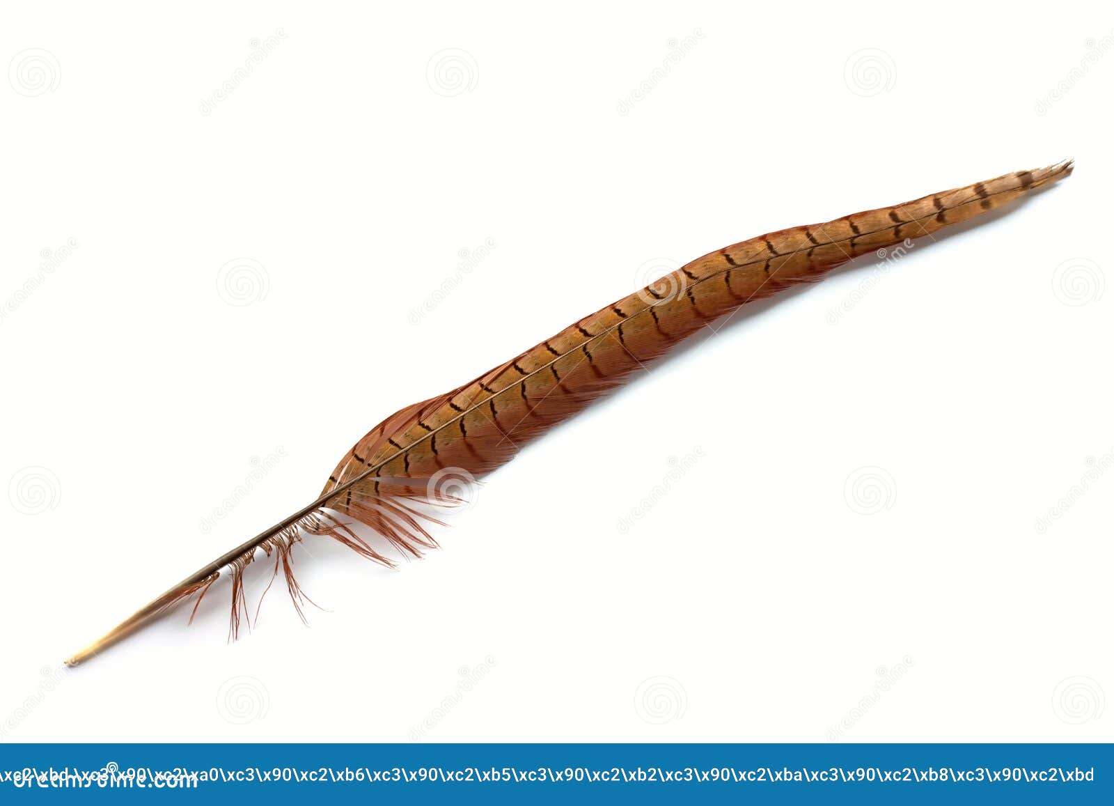 Pheasant feather stock image. Image of natural, decoration - 37897335