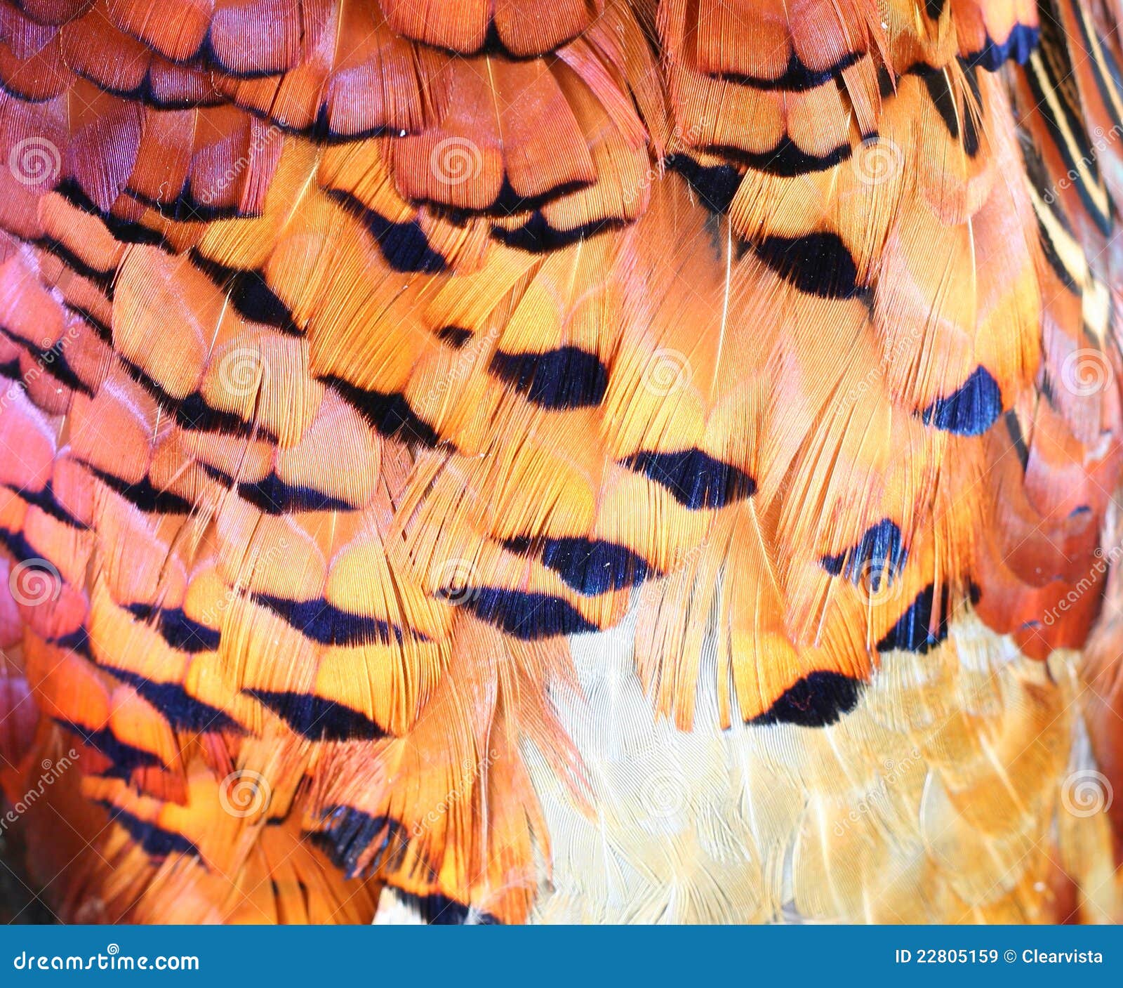 Pheasant Feather Background Stock Image - Image of plumage, pheasant ...