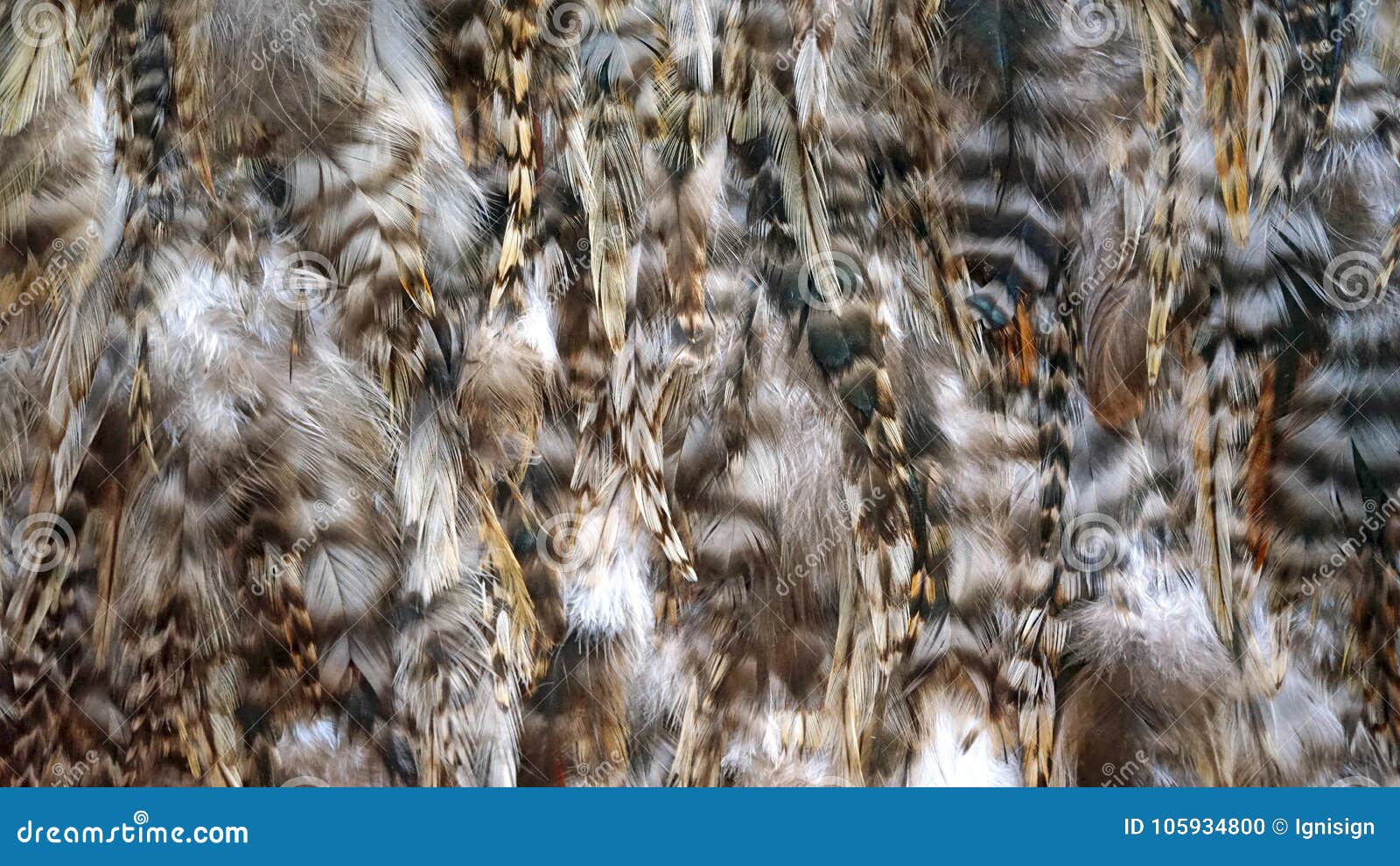 Pheasant Feather Background Stock Photo - Image of abstract, animal ...