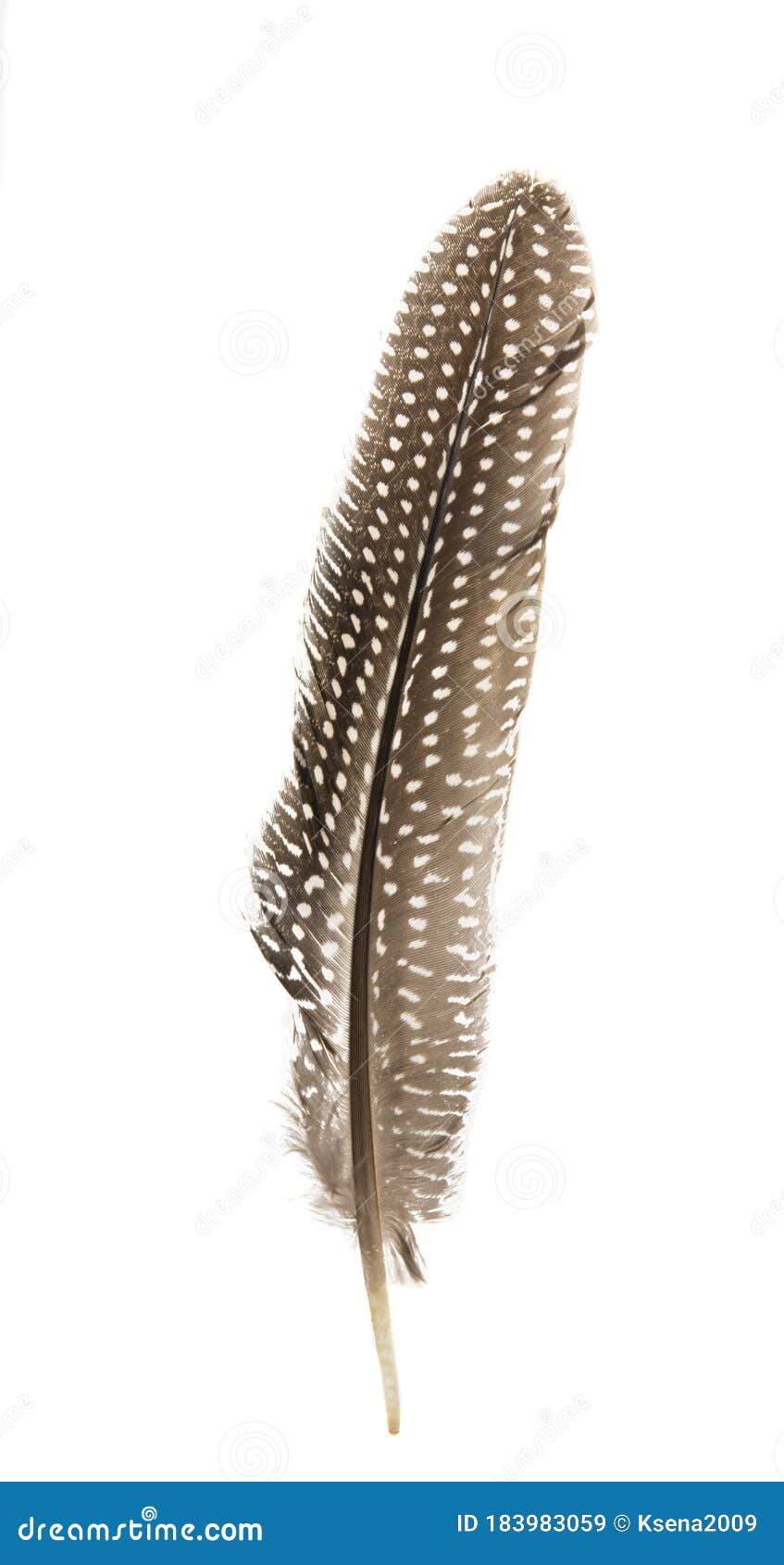 Pheasant feather isolated stock image. Image of symbol - 183983059