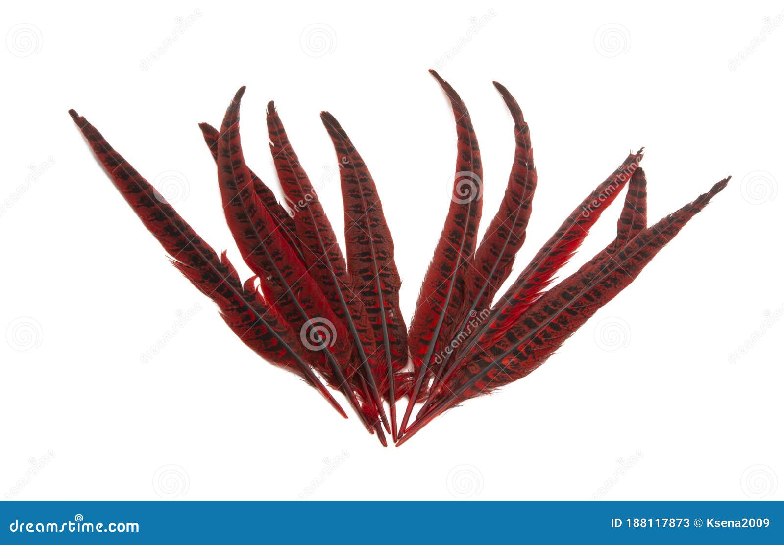 Pheasant feather isolated stock image. Image of wild - 188117873