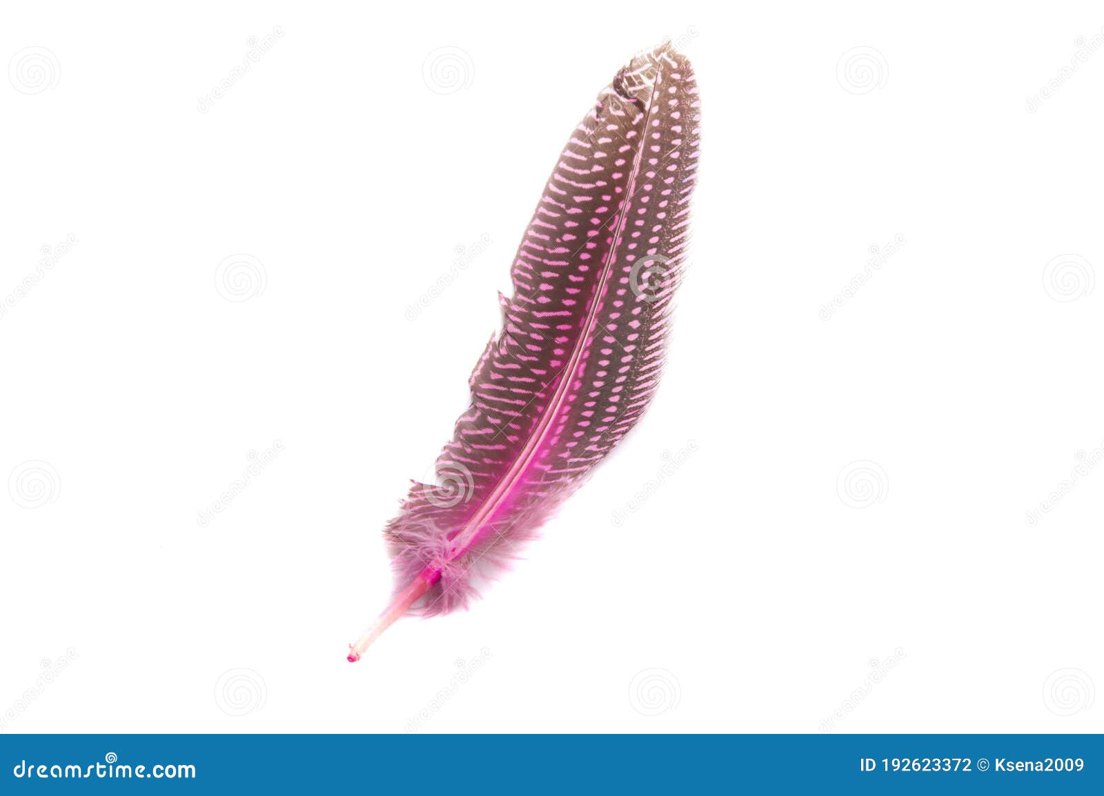 Pheasant feather isolated stock photo. Image of dappled - 192623372