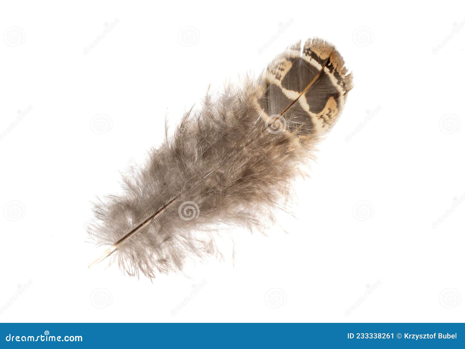 Pheasant Feather on a White Isolated Background Stock Image - Image of ...