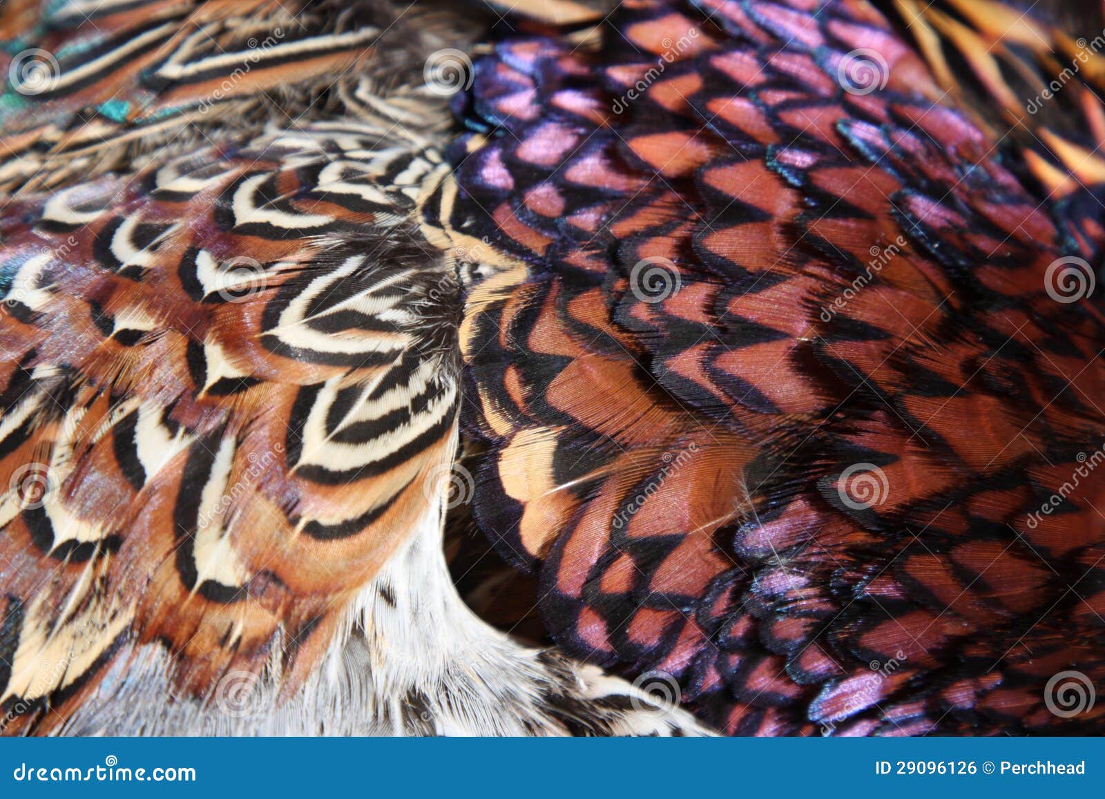 Pheasant feathers stock photo. Image of wild, pheasant - 29096126