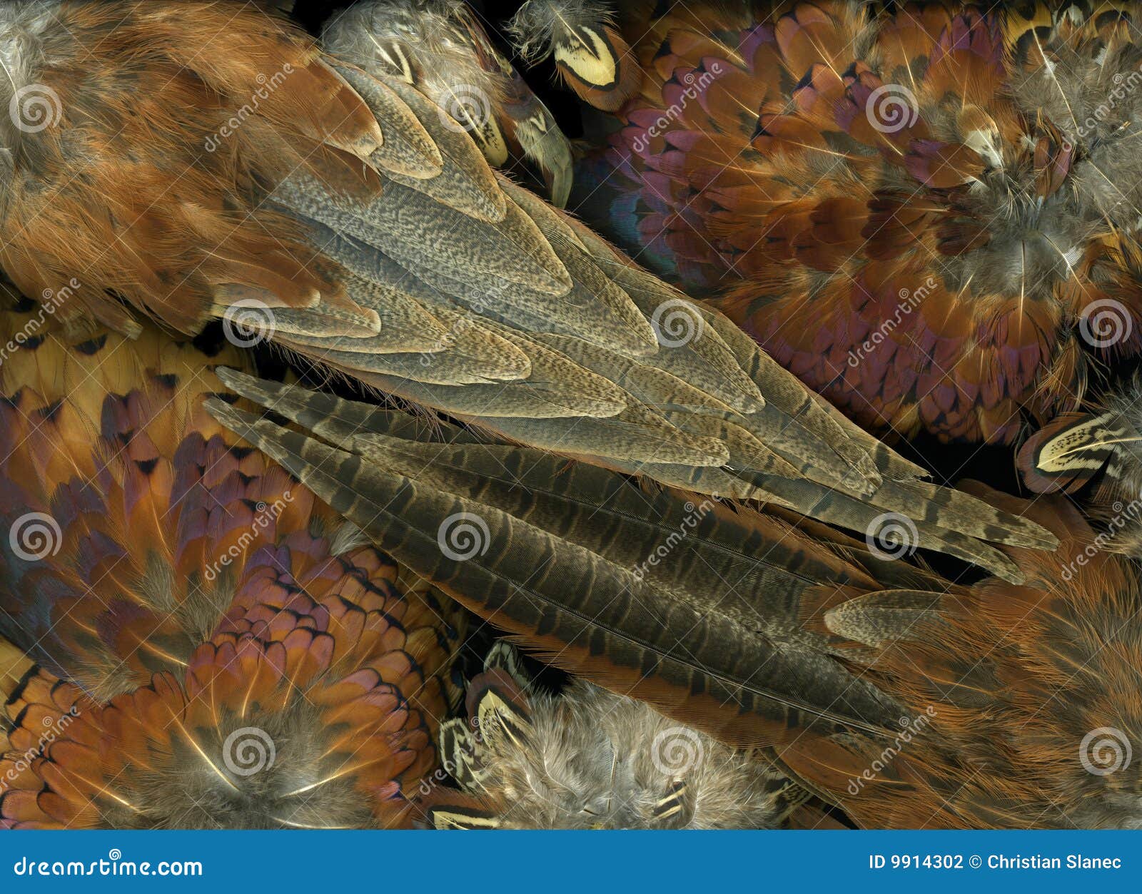 Pheasant Feathers stock photo. Image of arranged, assortment - 9914302