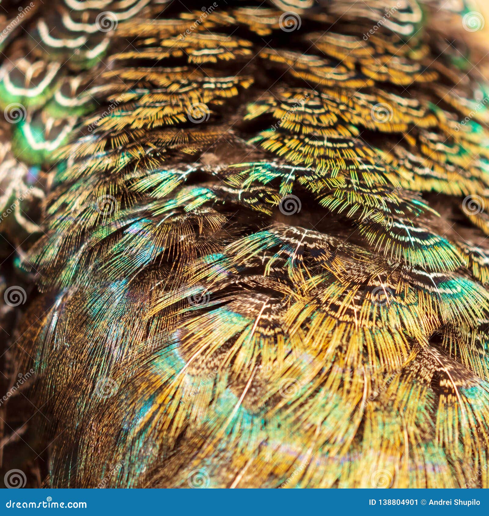 Pheasant Feathers Abstract As a Background Stock Image - Image of ...