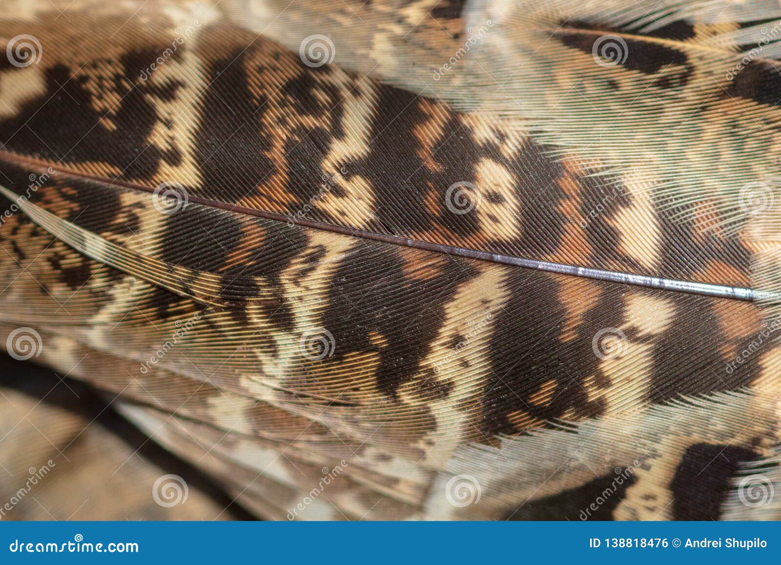 Pheasant Feathers Abstract As a Background Stock Photo - Image of ...