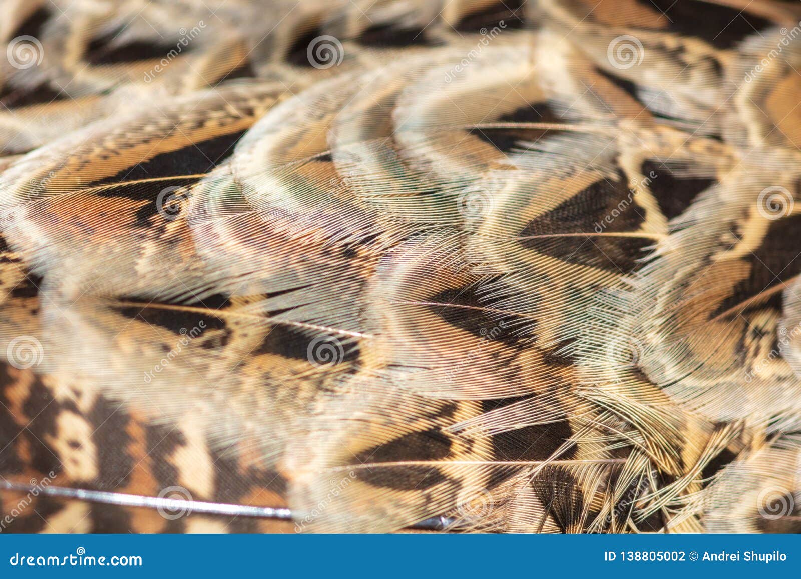 Pheasant Feathers Abstract As a Background Stock Photo - Image of duck ...