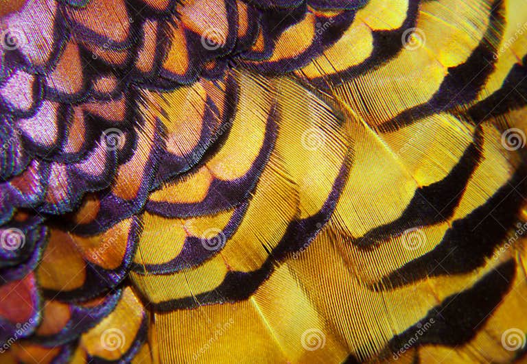 Pheasant Feathers - Colourful Macro Stock Photo - Image of pheasant ...