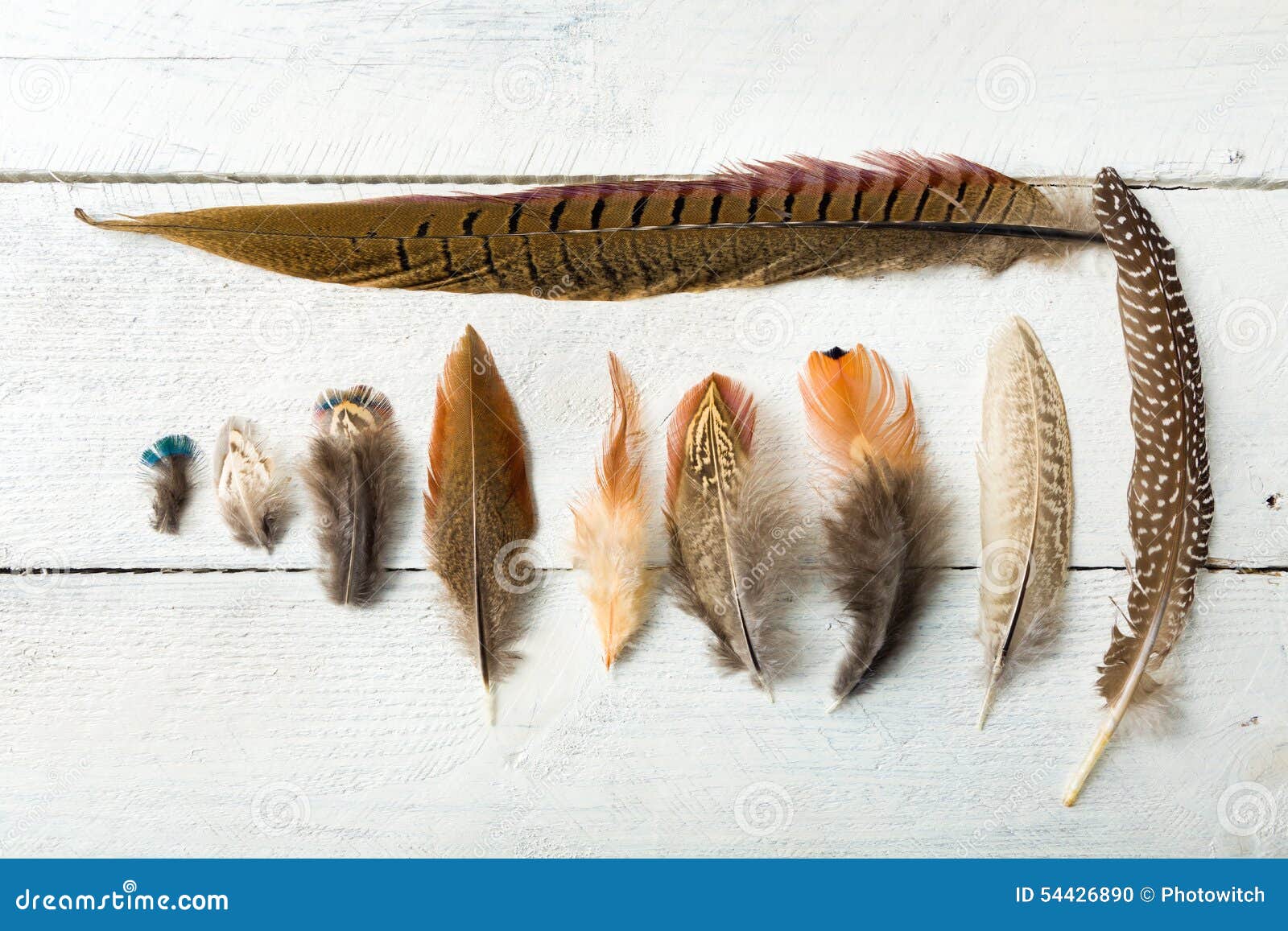 Pheasant feathers stock photo. Image of macro, green - 54426890