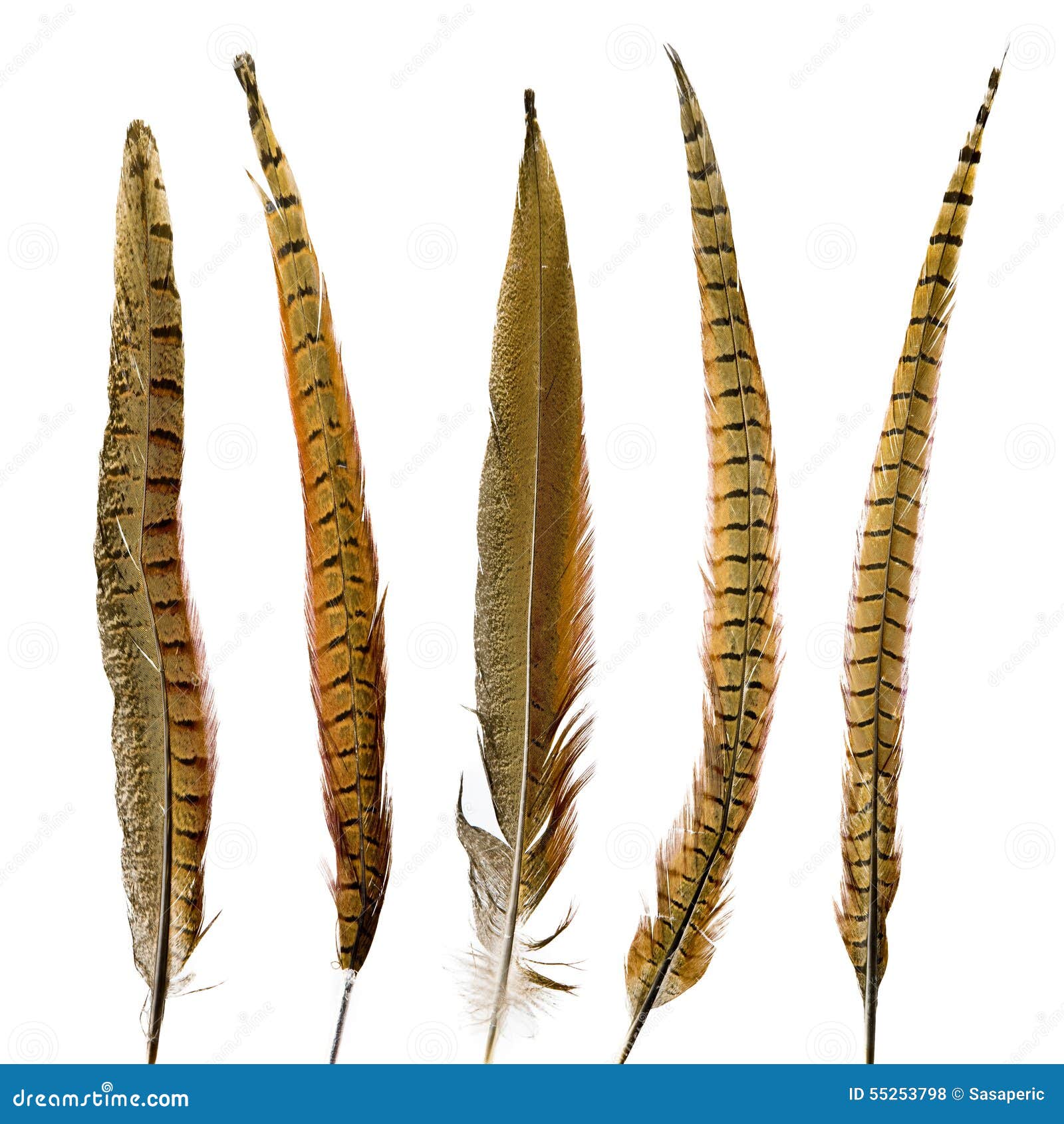 Pheasant feathers set stock illustration. Illustration of natural ...