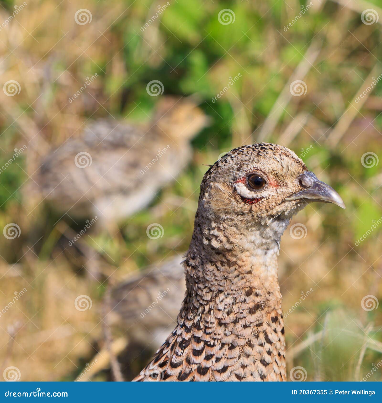 Pheasant Female Bird With Juvenile Stock Image - Image of dunes ...