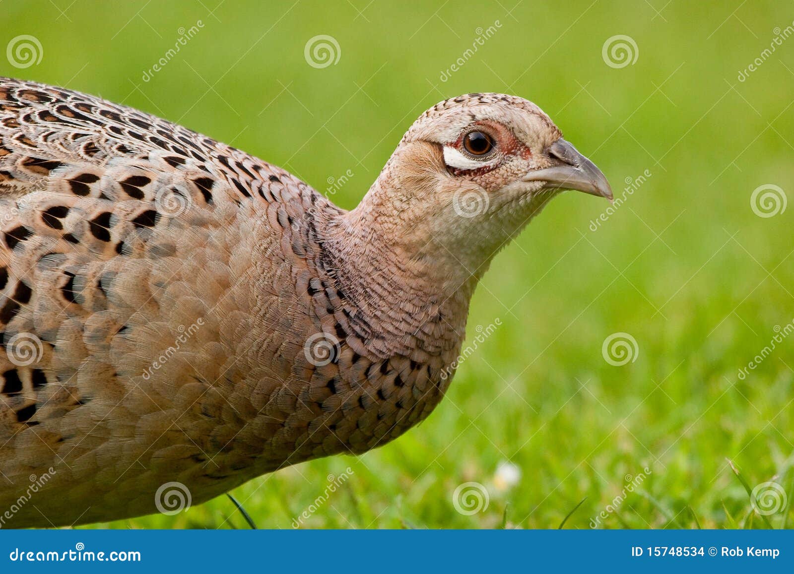 Pheasant Female Profile View of Hen Pheasant Stock Photo - Image of ...