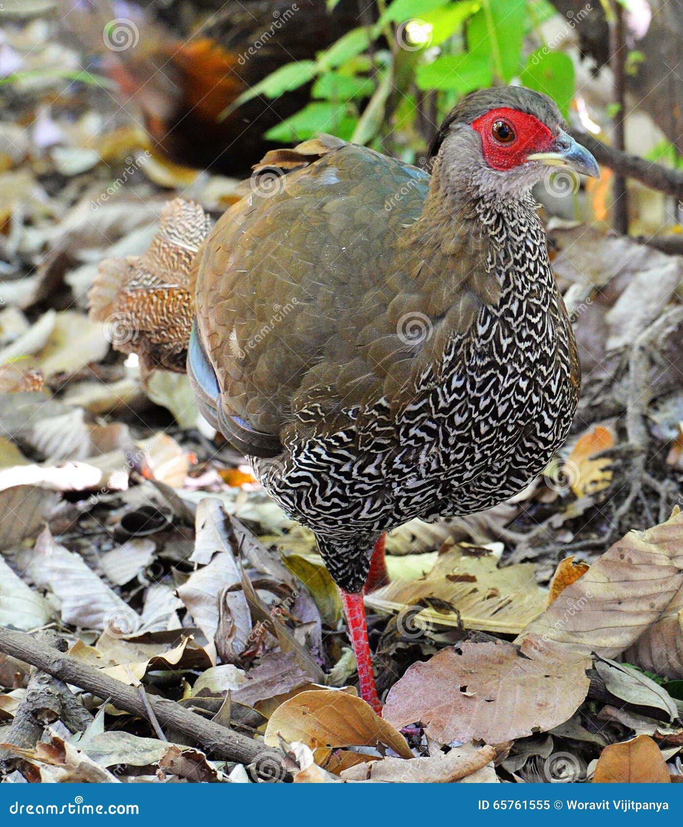 Pheasant female stock image. Image of large, animals - 65761555