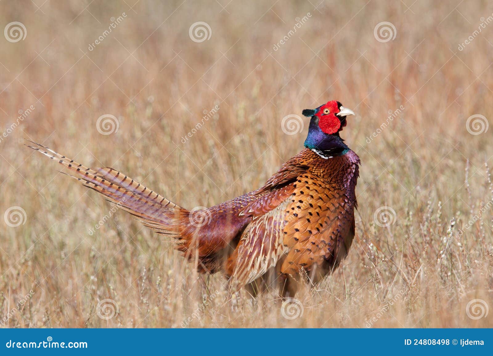 Pheasant in a field stock photo. Image of huntable, bill - 24808498