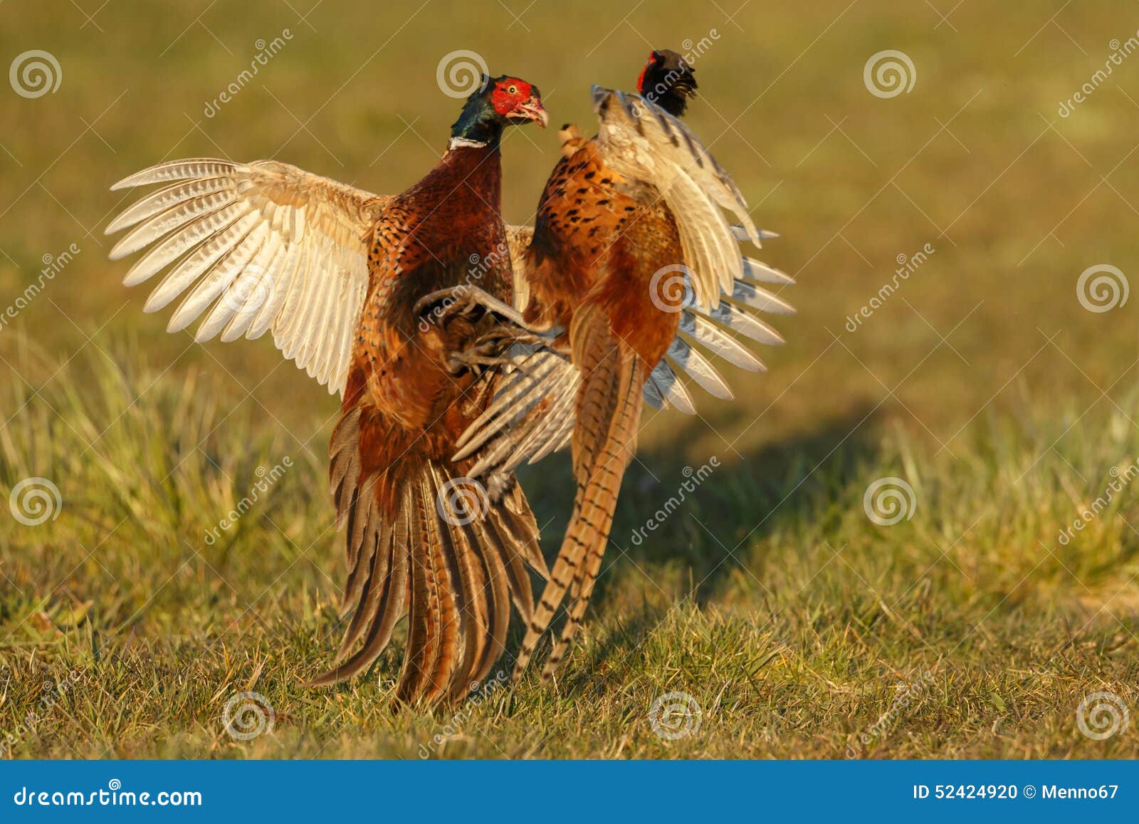 Pheasant fighting stock photo. Image of european, brown - 52424920