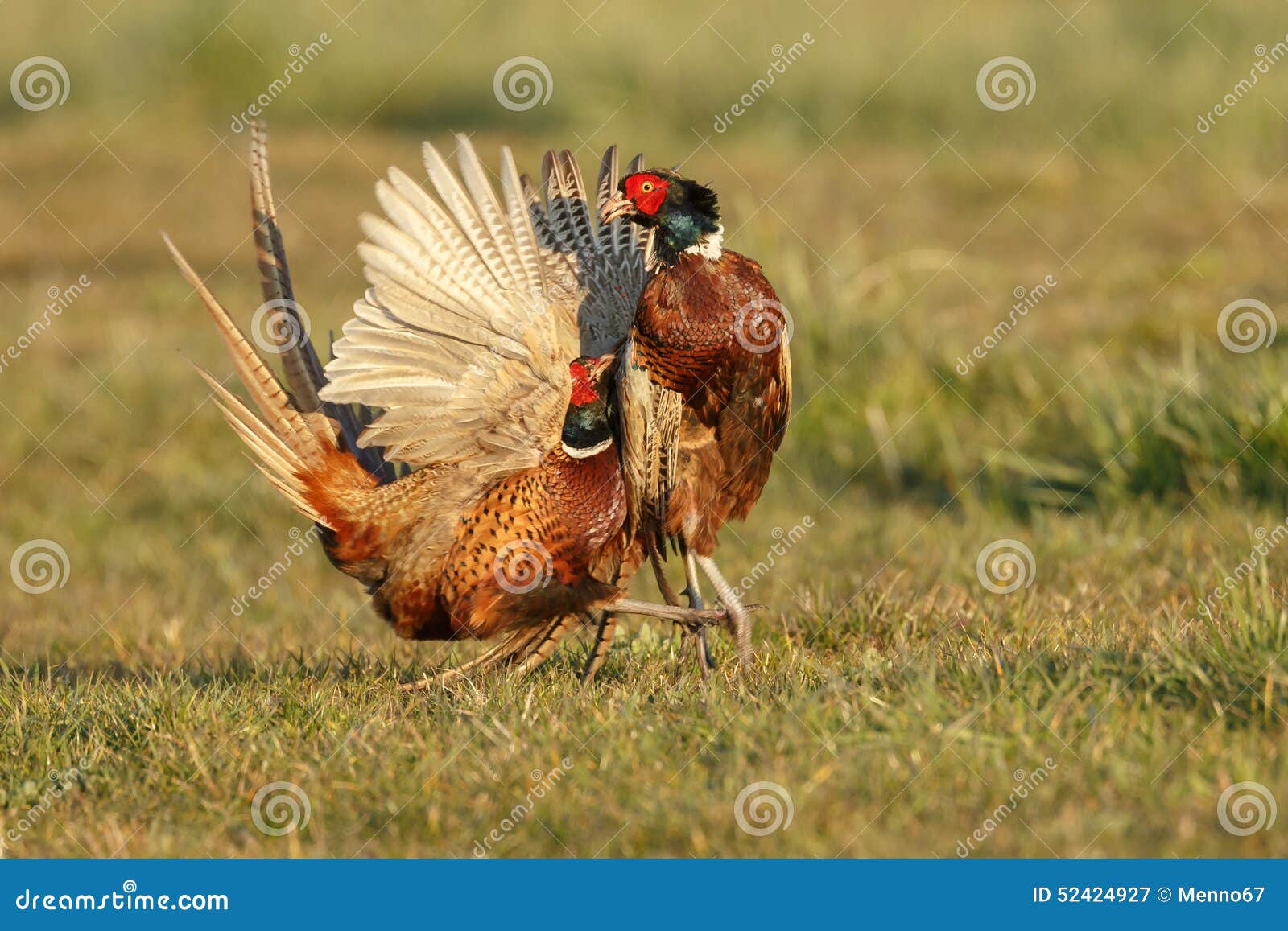Pheasant fighting stock image. Image of prey, fighting - 52424927