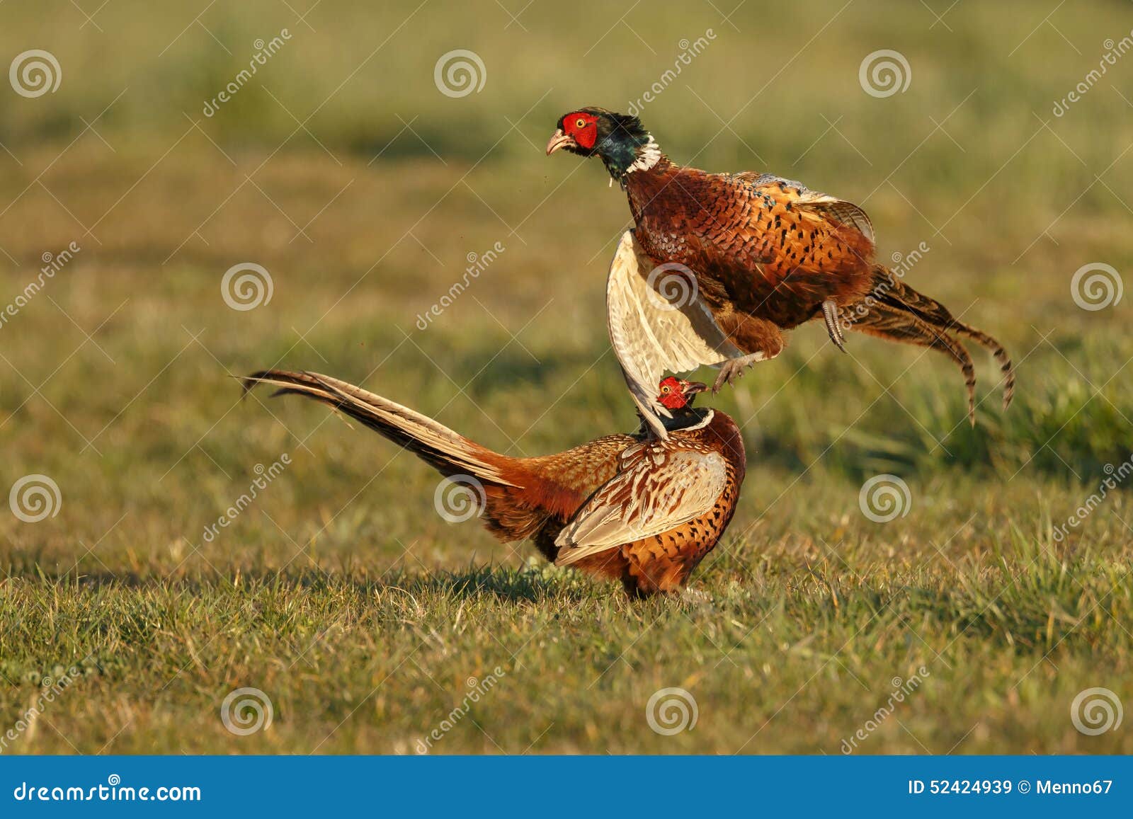 Pheasant fighting stock image. Image of nature, animal - 52424939