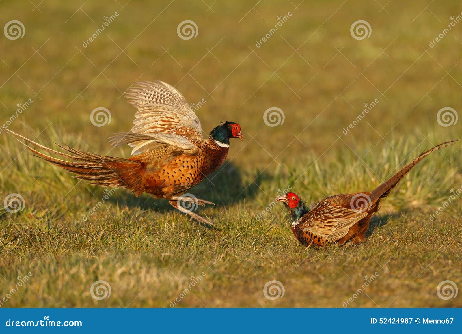 Pheasant fighting stock image. Image of fighting, predator - 52424987