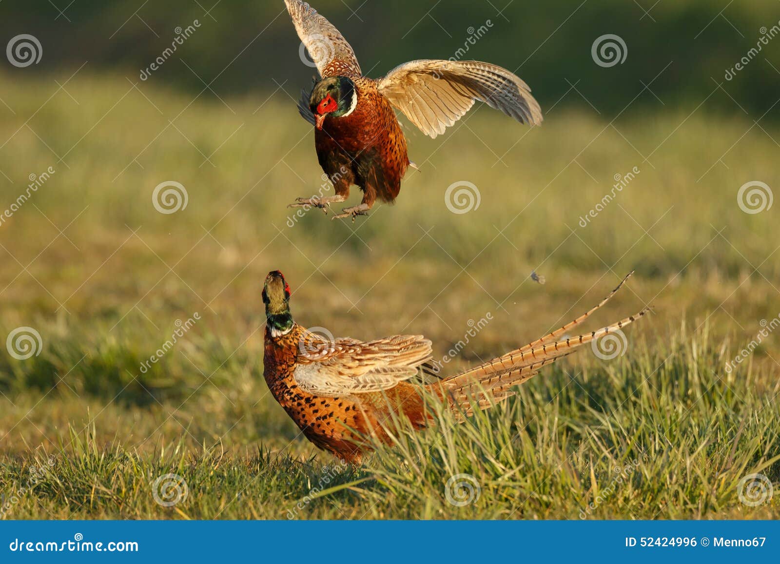 Pheasant fighting stock photo. Image of hunter, fighting - 52424996