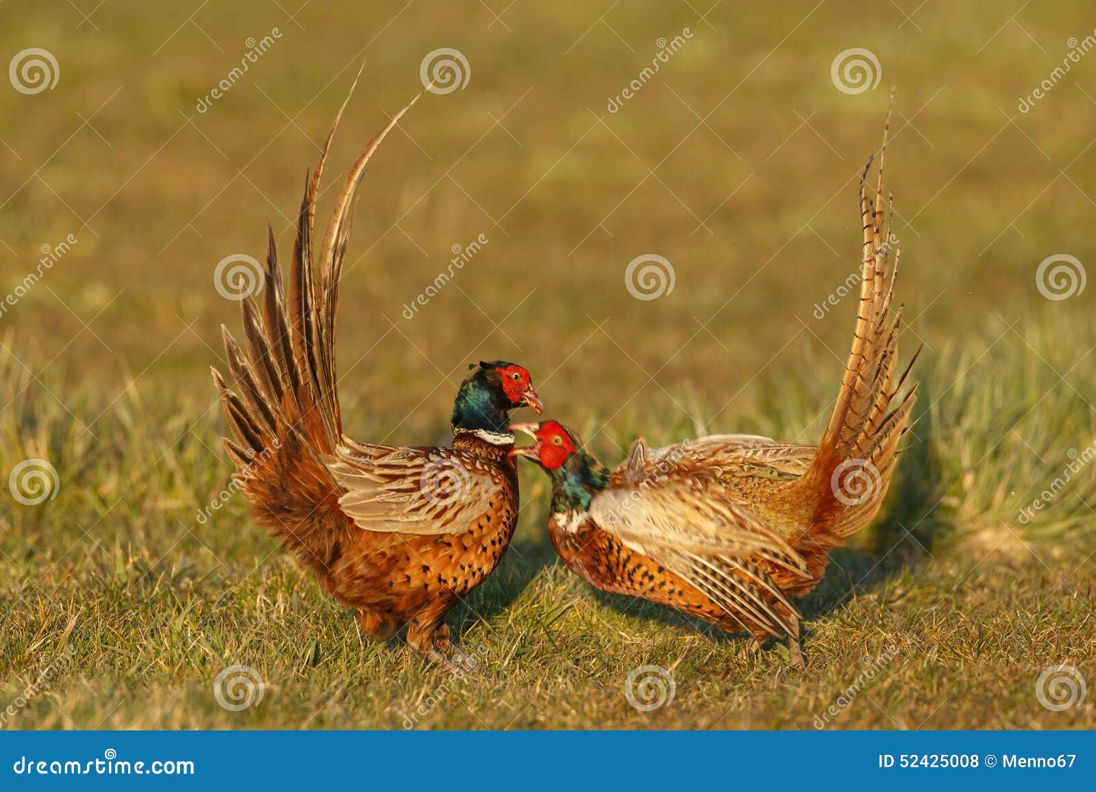 Pheasant fighting stock photo. Image of bubo, brown, raptor - 52425008
