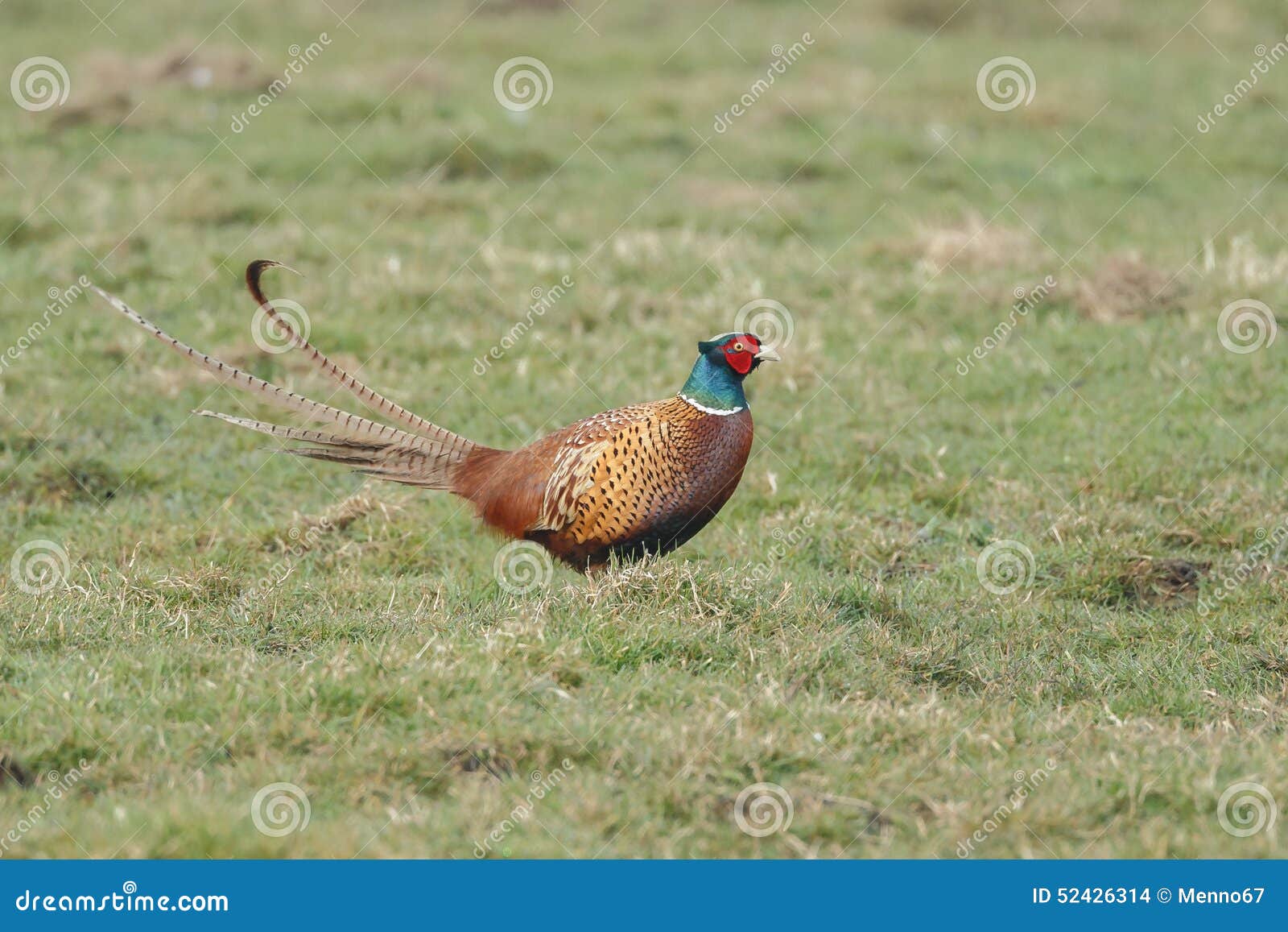 Pheasant fighting stock photo. Image of colorful, fauna - 52426314