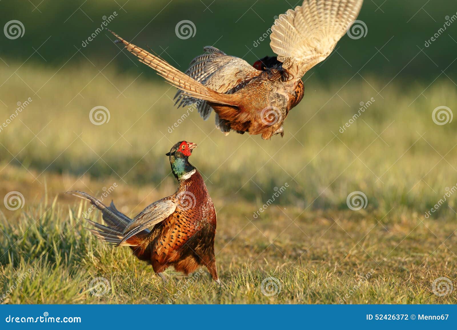 Pheasant fighting stock photo. Image of predator, hunter - 52426372