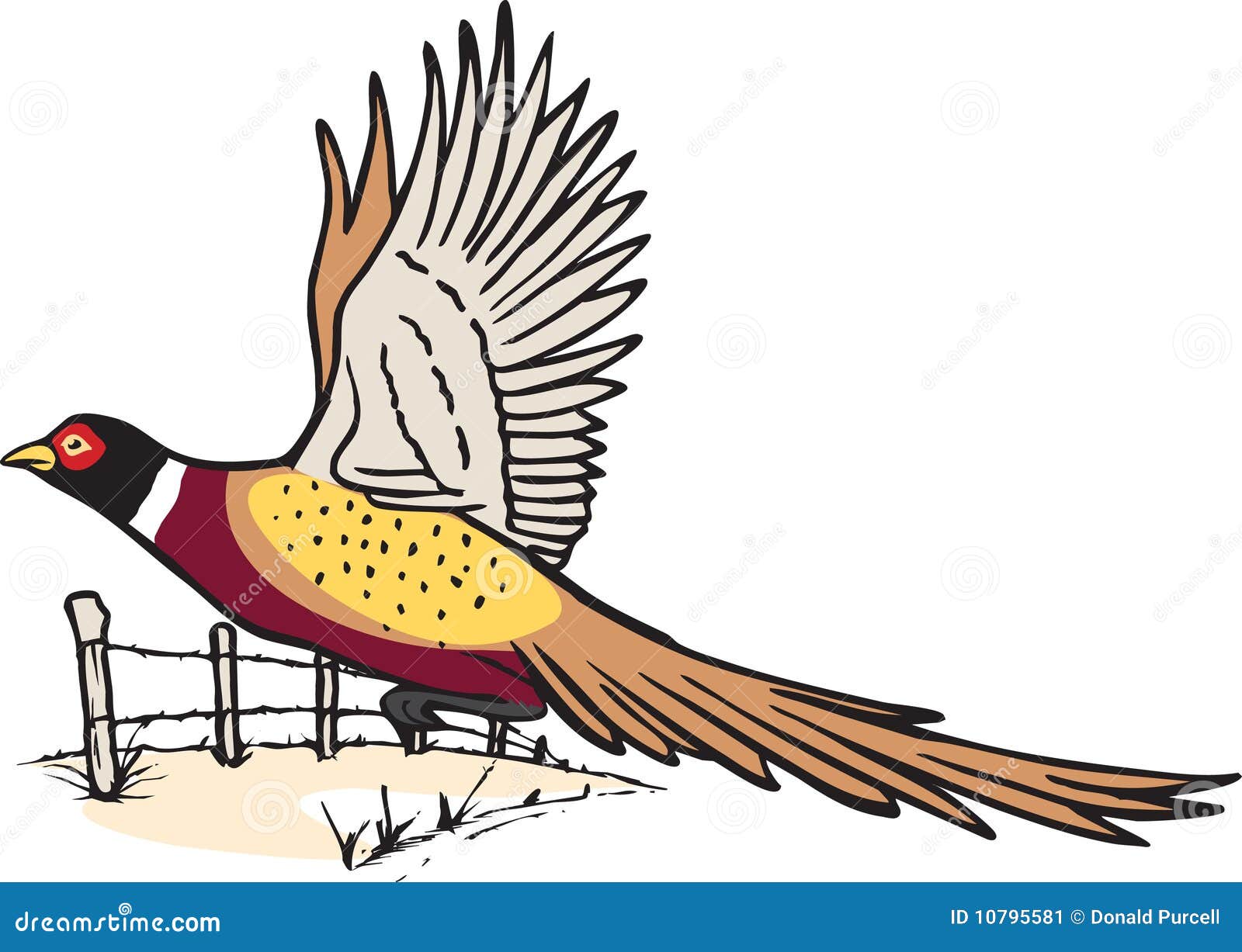 Pheasant in flight stock vector. Illustration of cartoon - 10795581