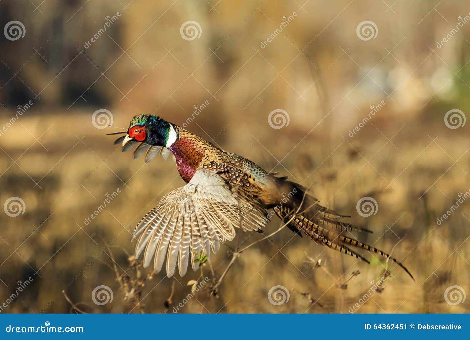 Pheasant in flight stock image. Image of grass, agriculture - 64362451