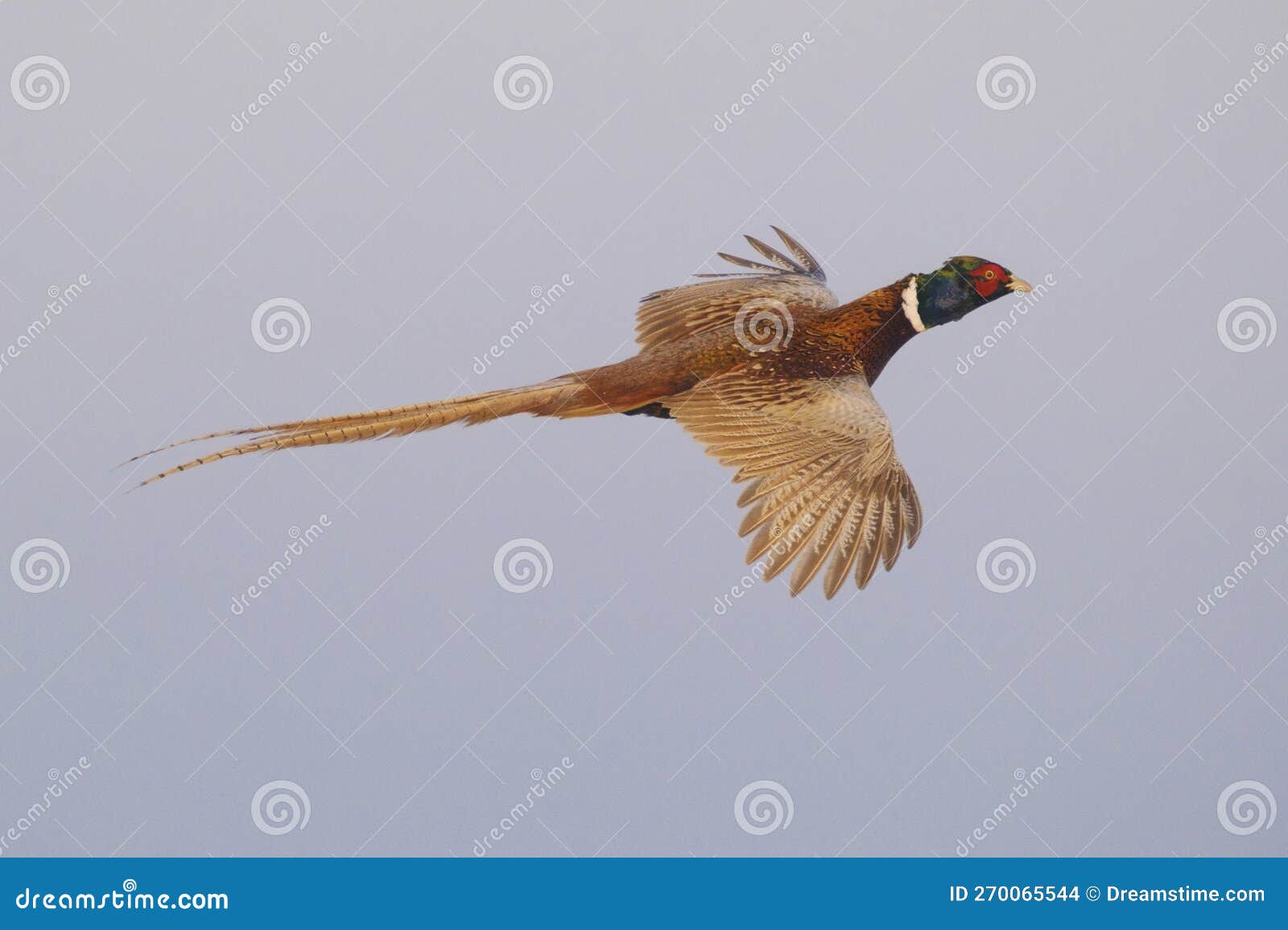 Pheasant in Flight Phasianus Colchicus, Hunting Game Stock Photo ...