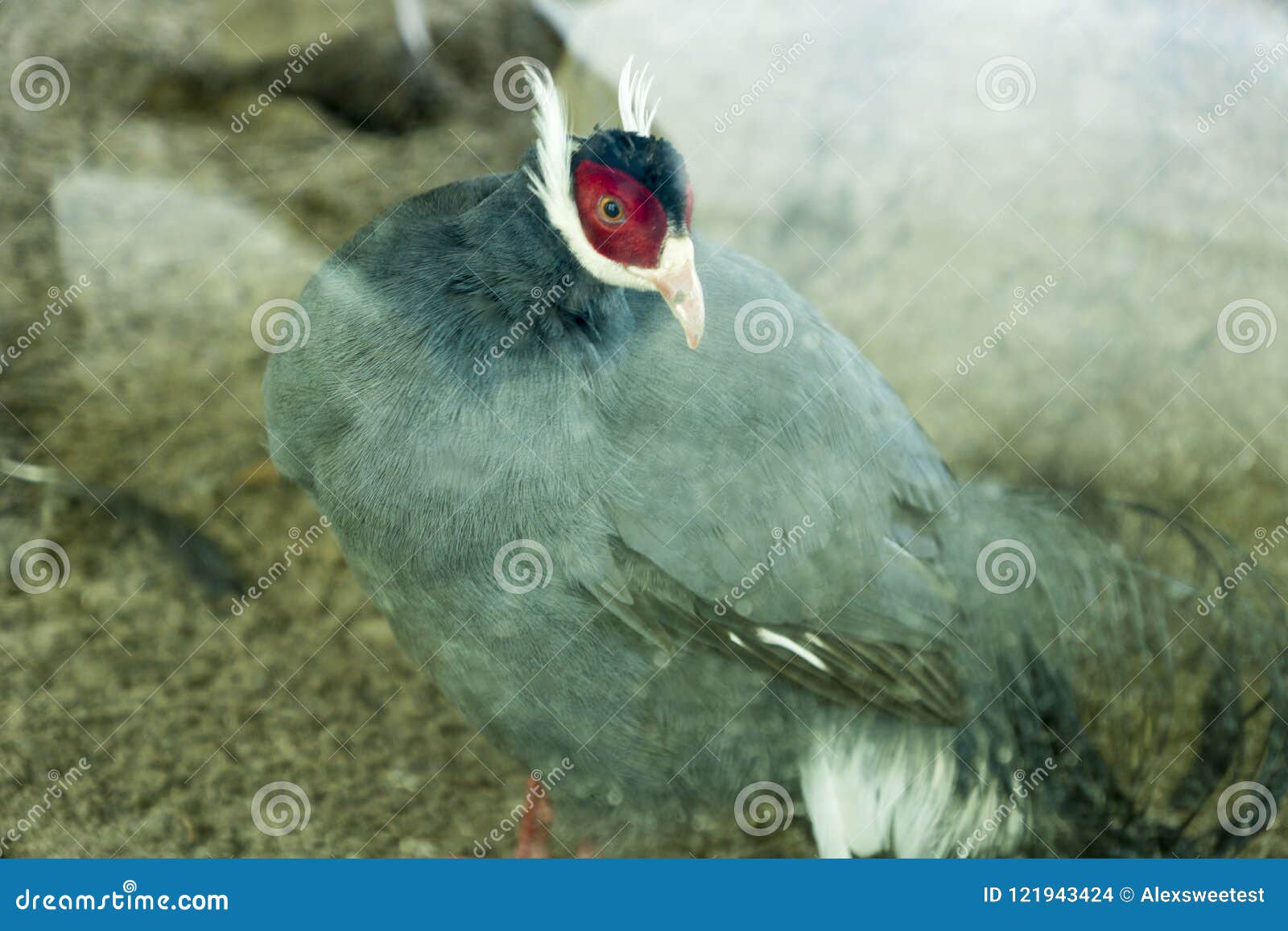 Pheasant for glass editorial stock image. Image of green - 121943424