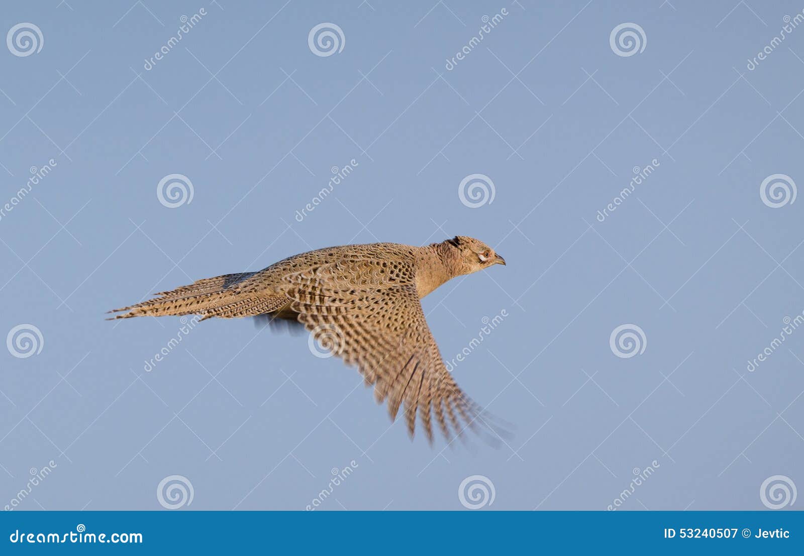 Pheasant hen flying stock image. Image of avian, game - 53240507