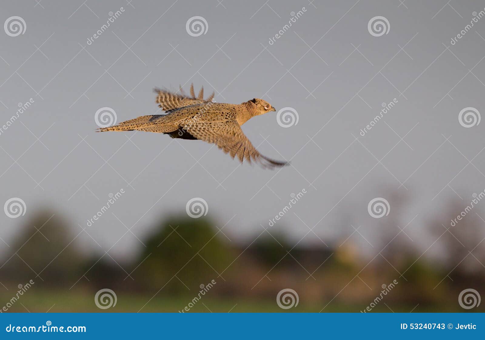 Pheasant hen flying stock image. Image of grouse, target - 53240743